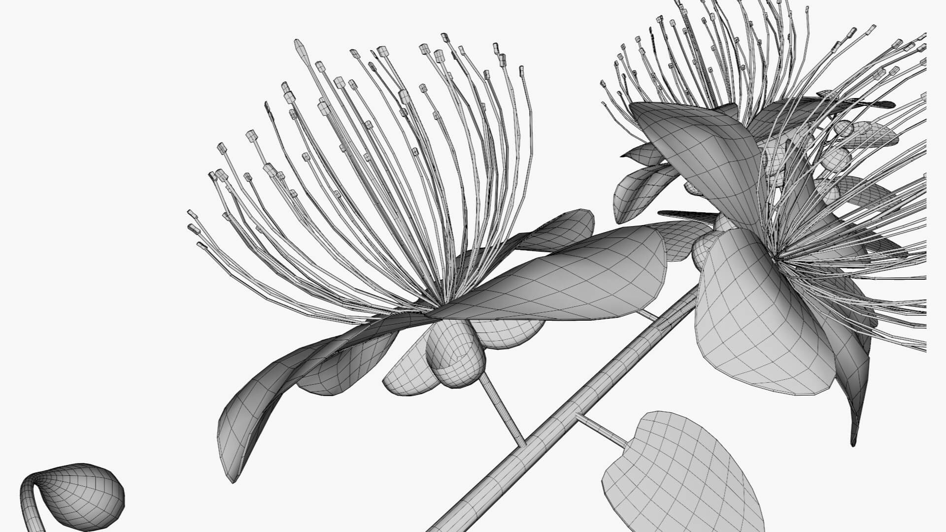 Caper Flower - 3D Model by Blenduffo