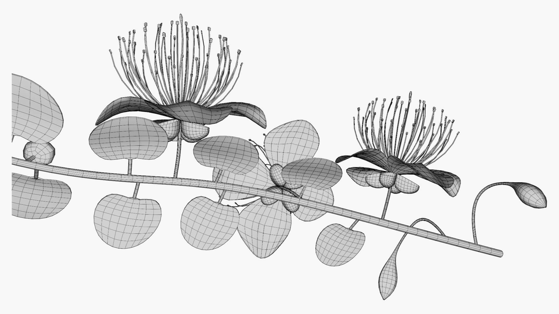 Caper Flower - 3D Model by Blenduffo