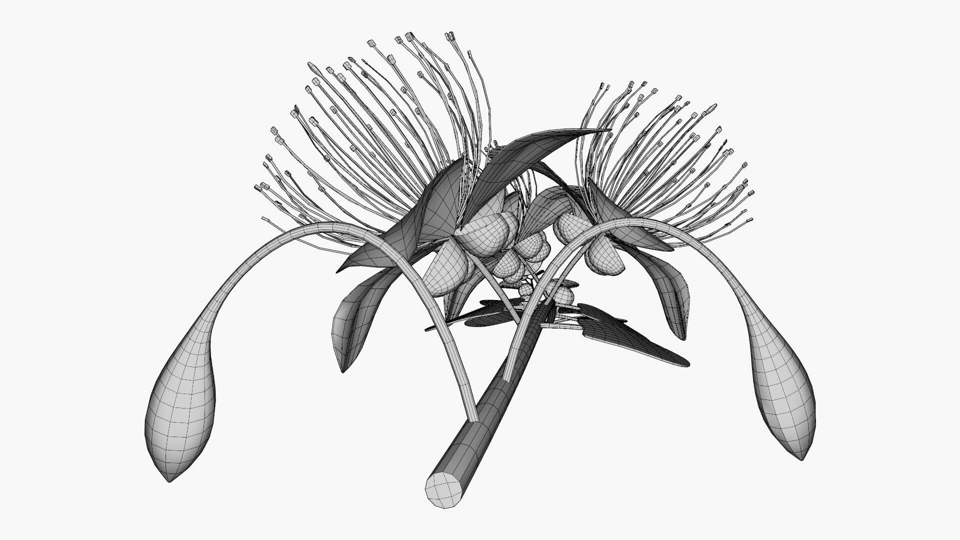 Caper Flower - 3D Model by Blenduffo