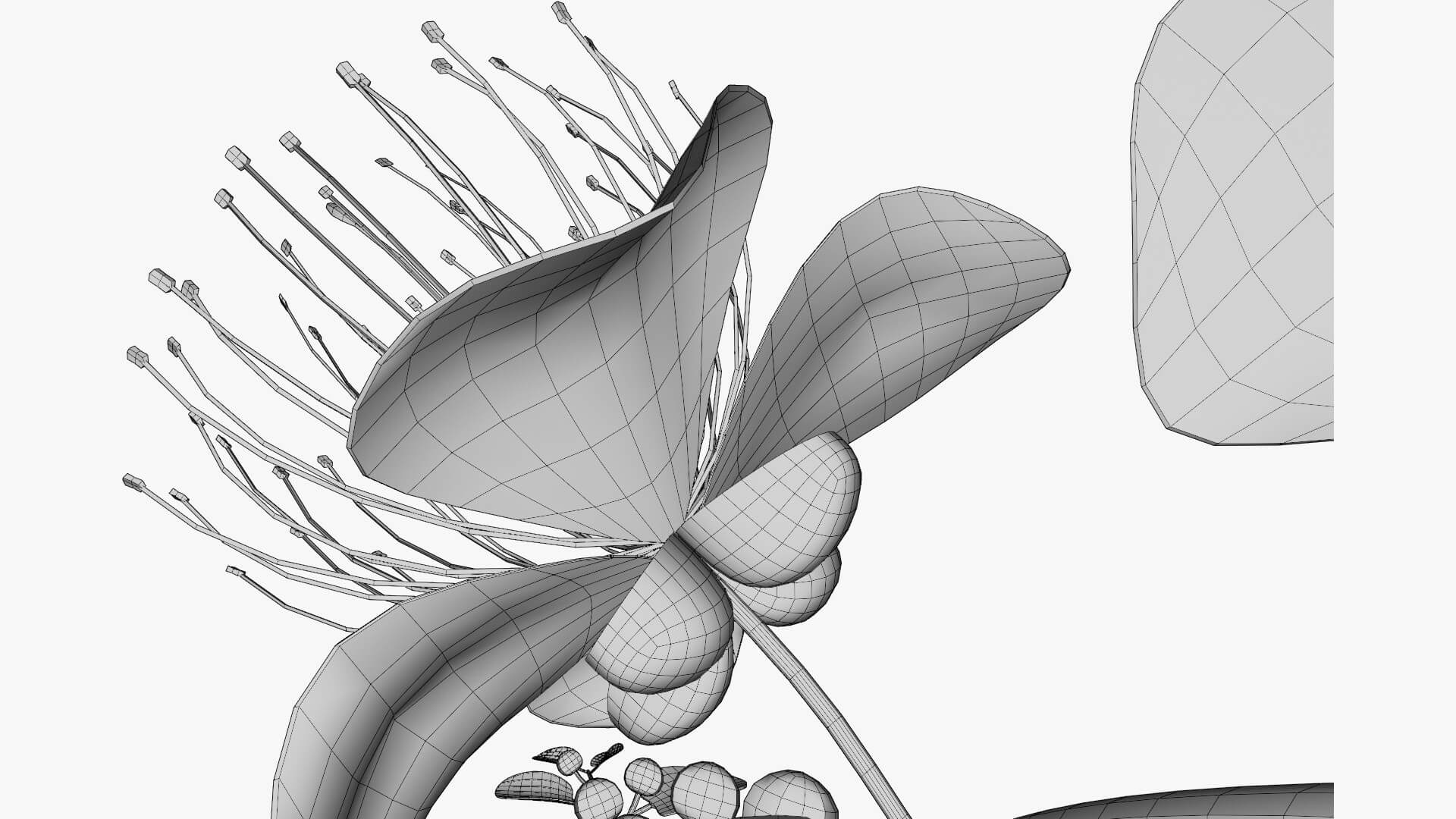 Caper Flower - 3D Model by Blenduffo