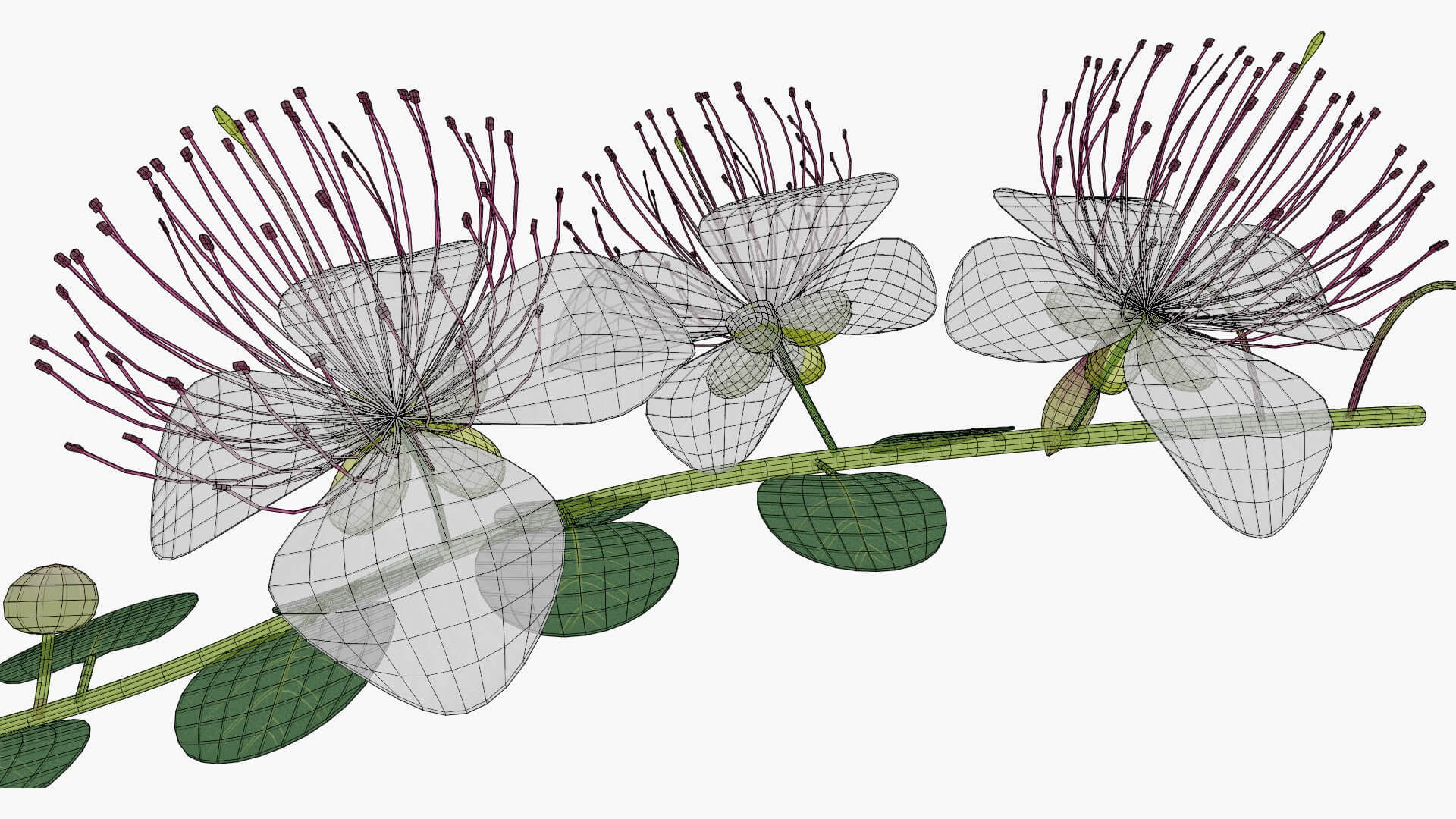 Caper Flower - 3D Model by Blenduffo