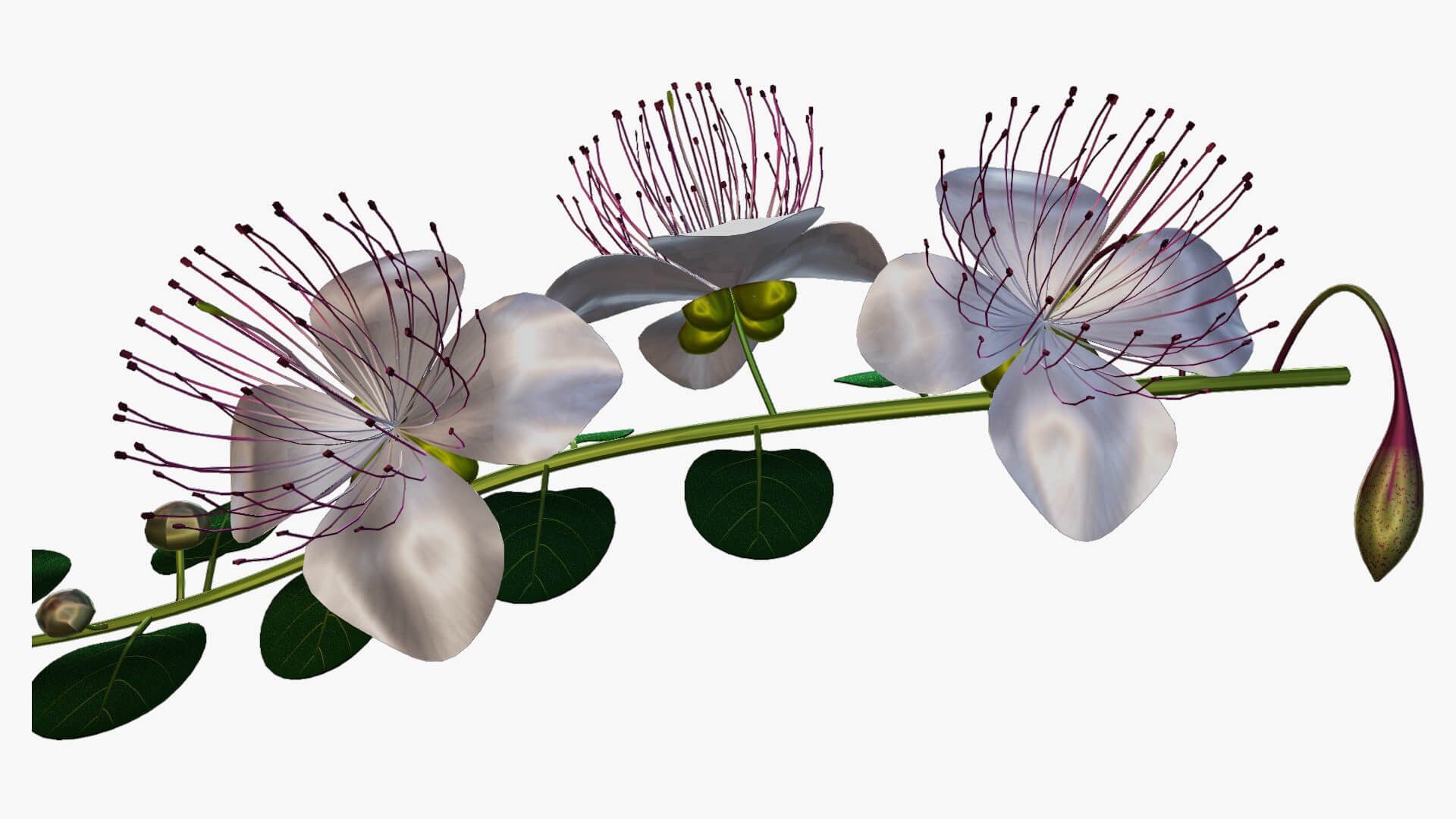 Caper Flower - 3D Model by Blenduffo
