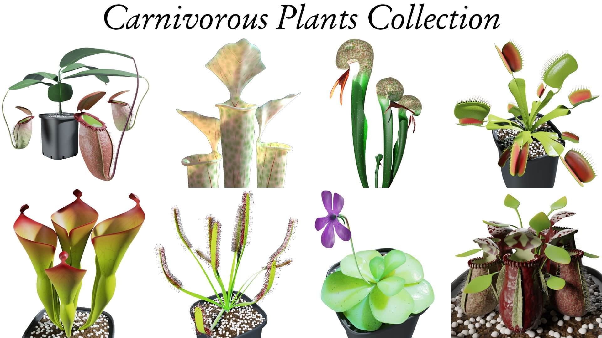 Carnivorous Plants Collection - 3D Model by Blenduffo