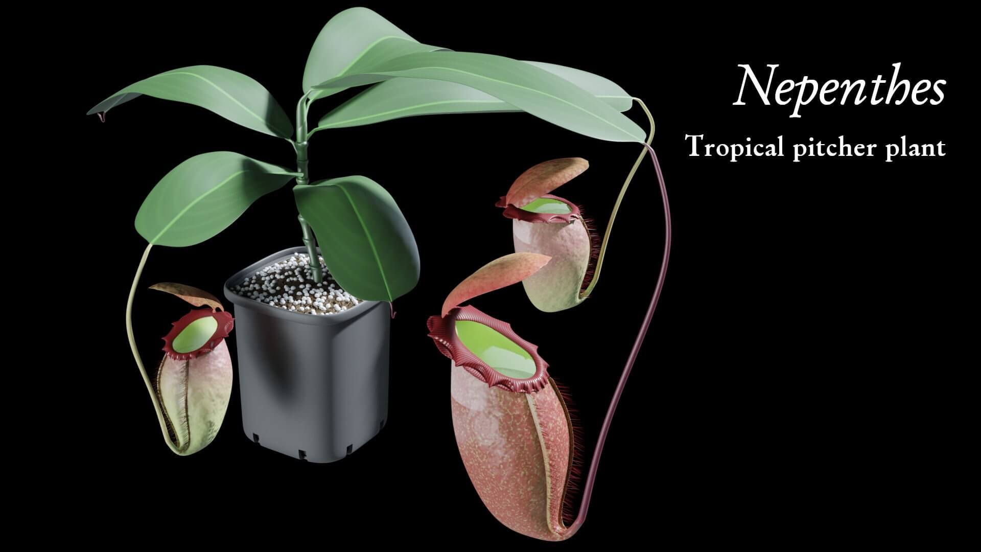 Carnivorous Plants Collection - 3D Model by Blenduffo