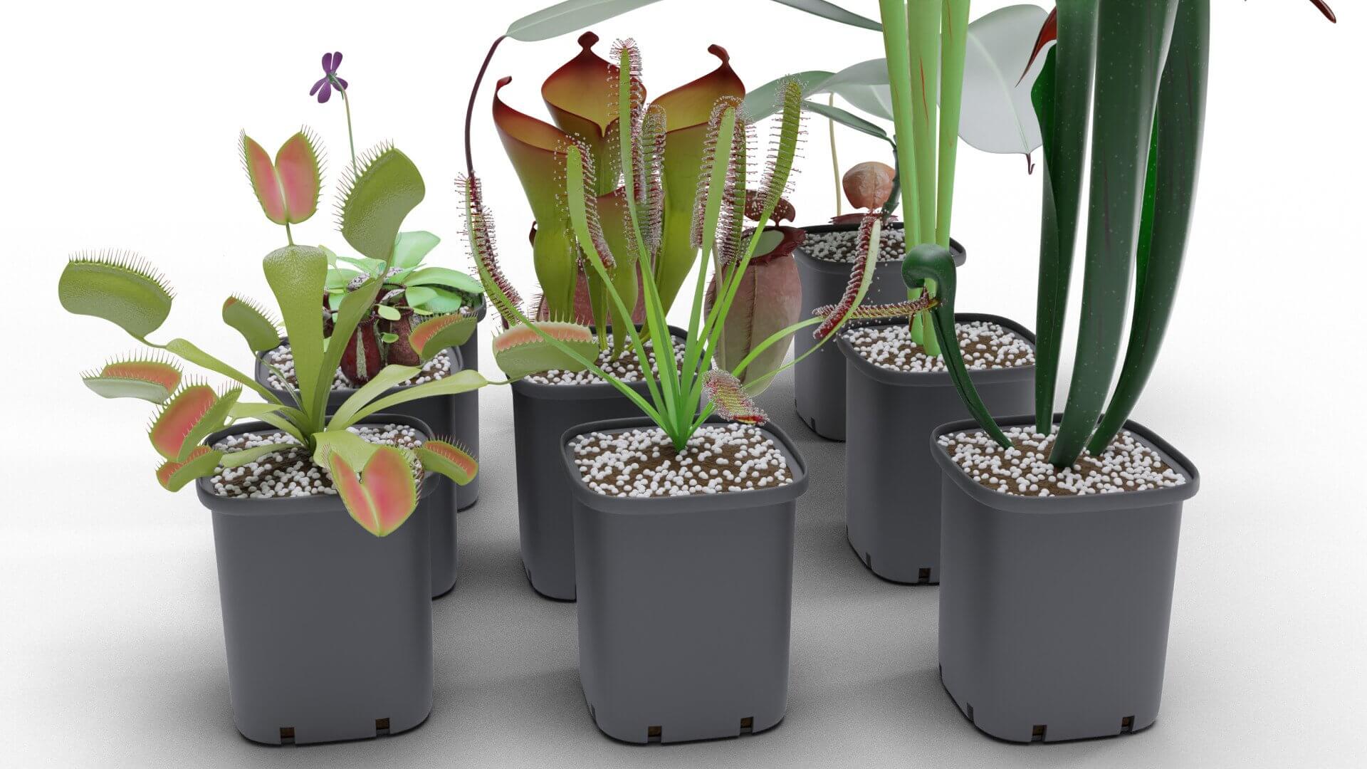 Carnivorous Plants Collection - 3D Model by Blenduffo