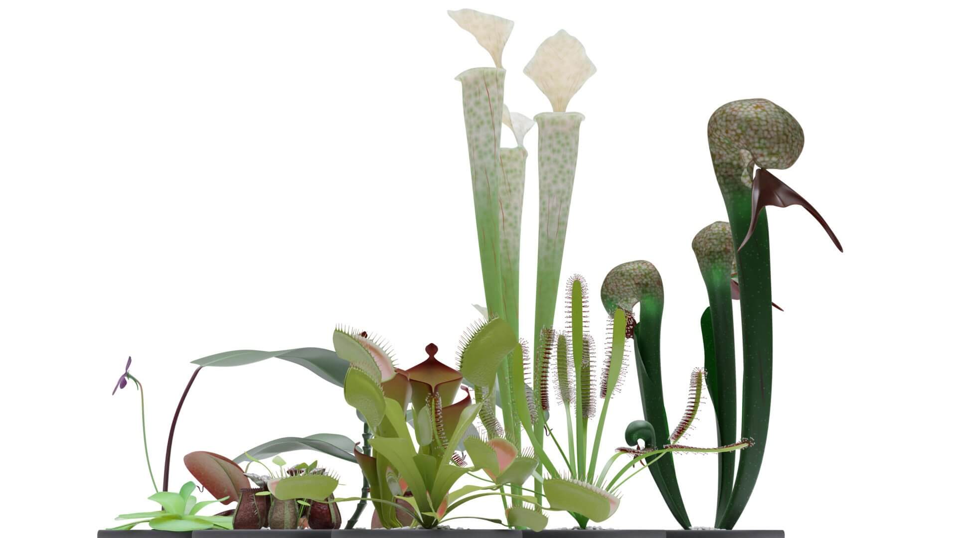 Carnivorous Plants Collection - 3D Model by Blenduffo