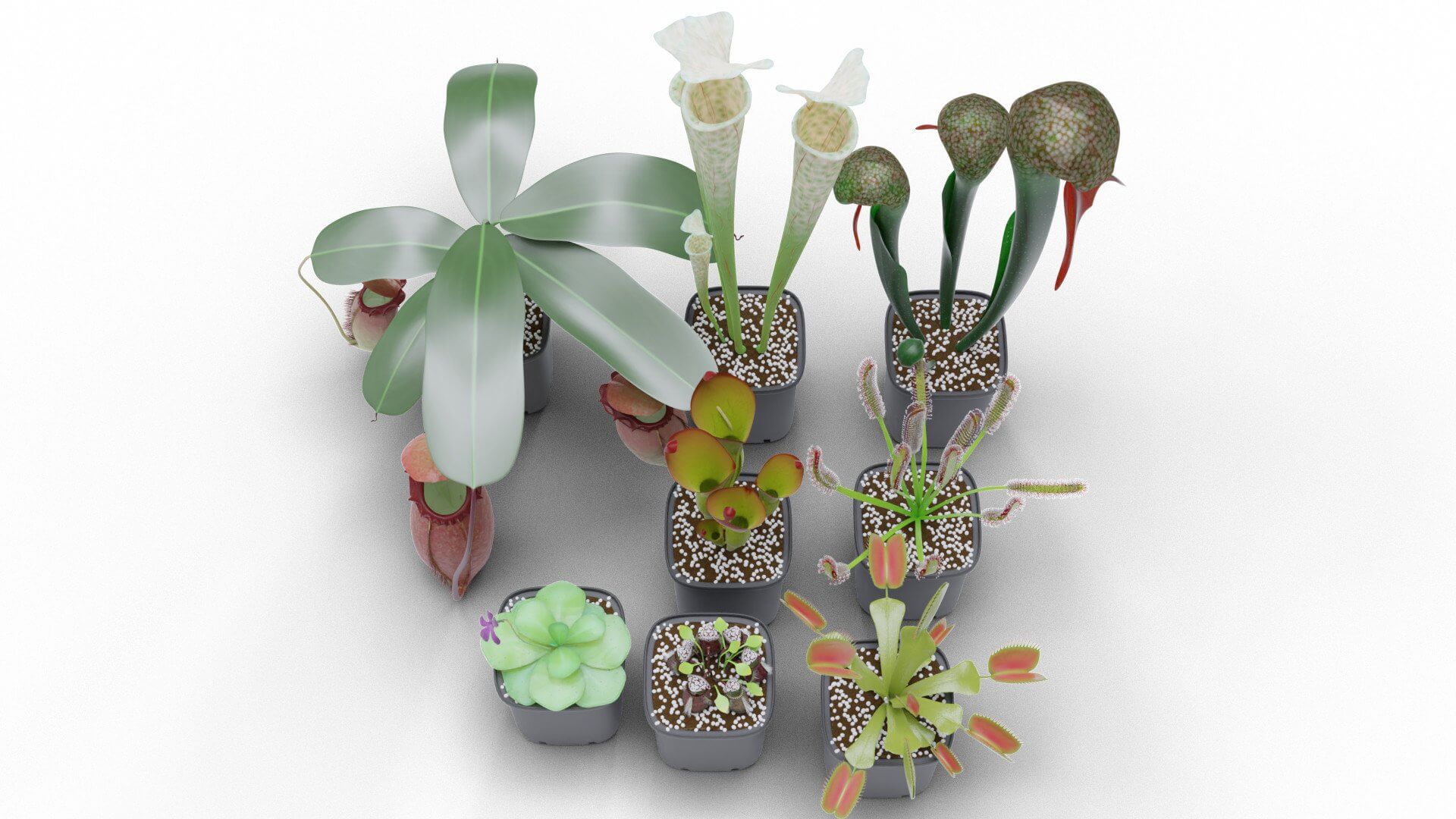 Carnivorous Plants Collection - 3D Model by Blenduffo