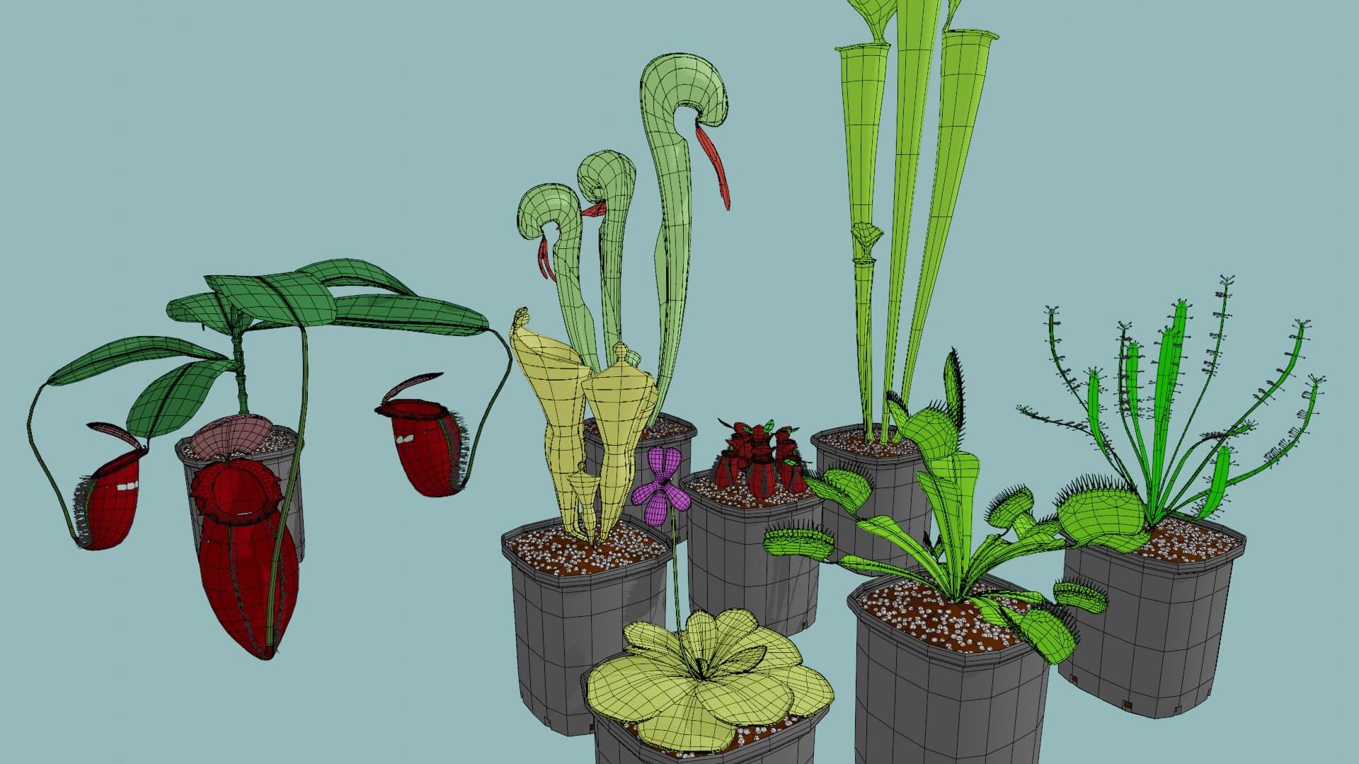 Carnivorous Plants Collection - 3D Model by Blenduffo