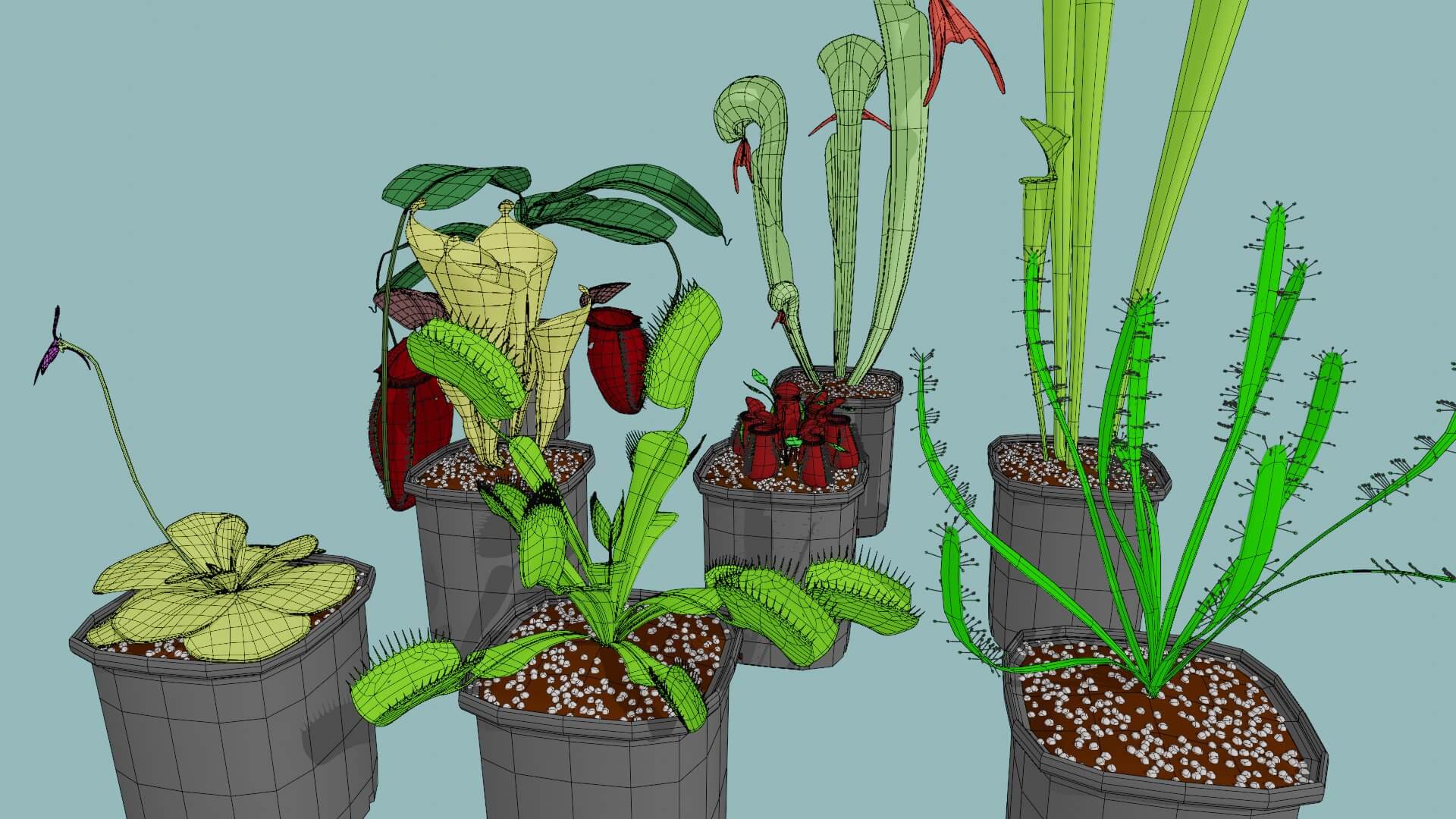 Carnivorous Plants Collection - 3D Model by Blenduffo