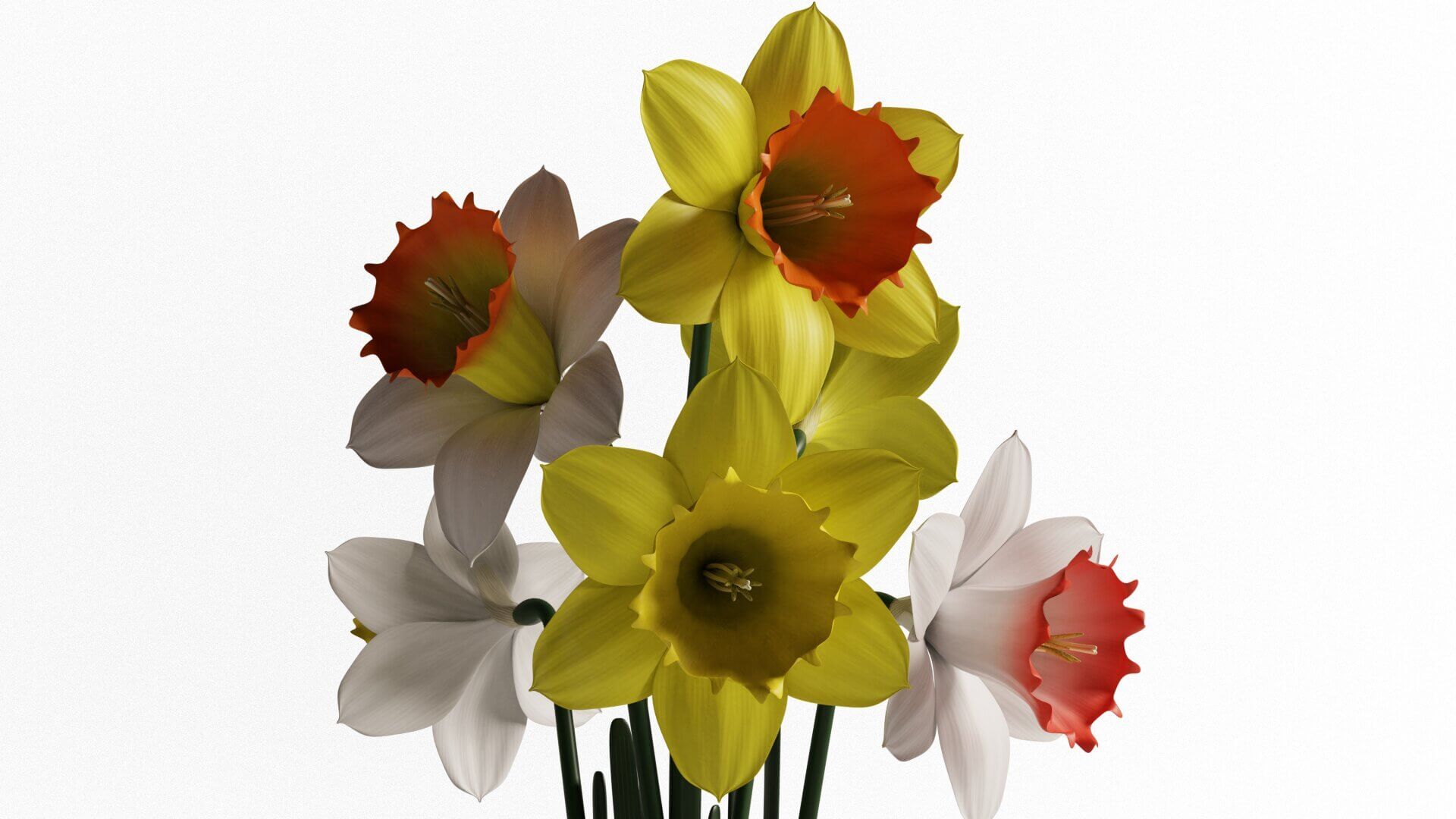 Daffodils - 3D Model by Blenduffo
