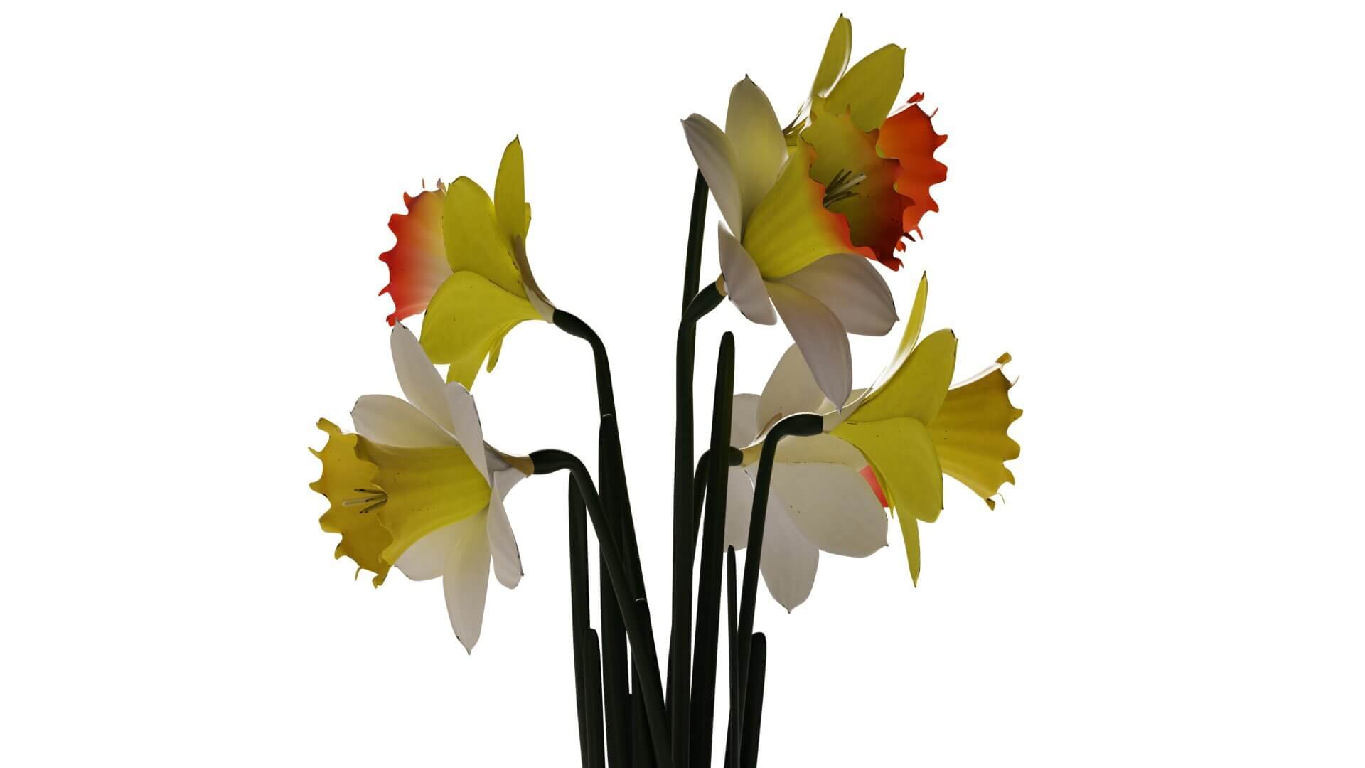 Daffodils - 3D Model by Blenduffo