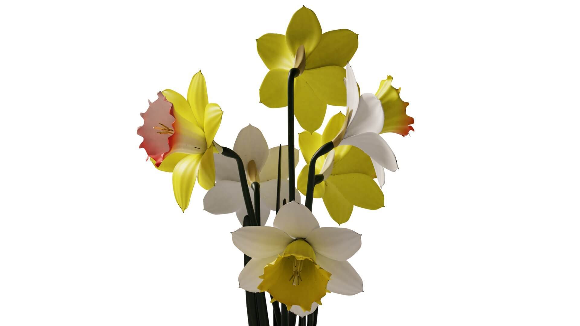 Daffodils - 3D Model by Blenduffo
