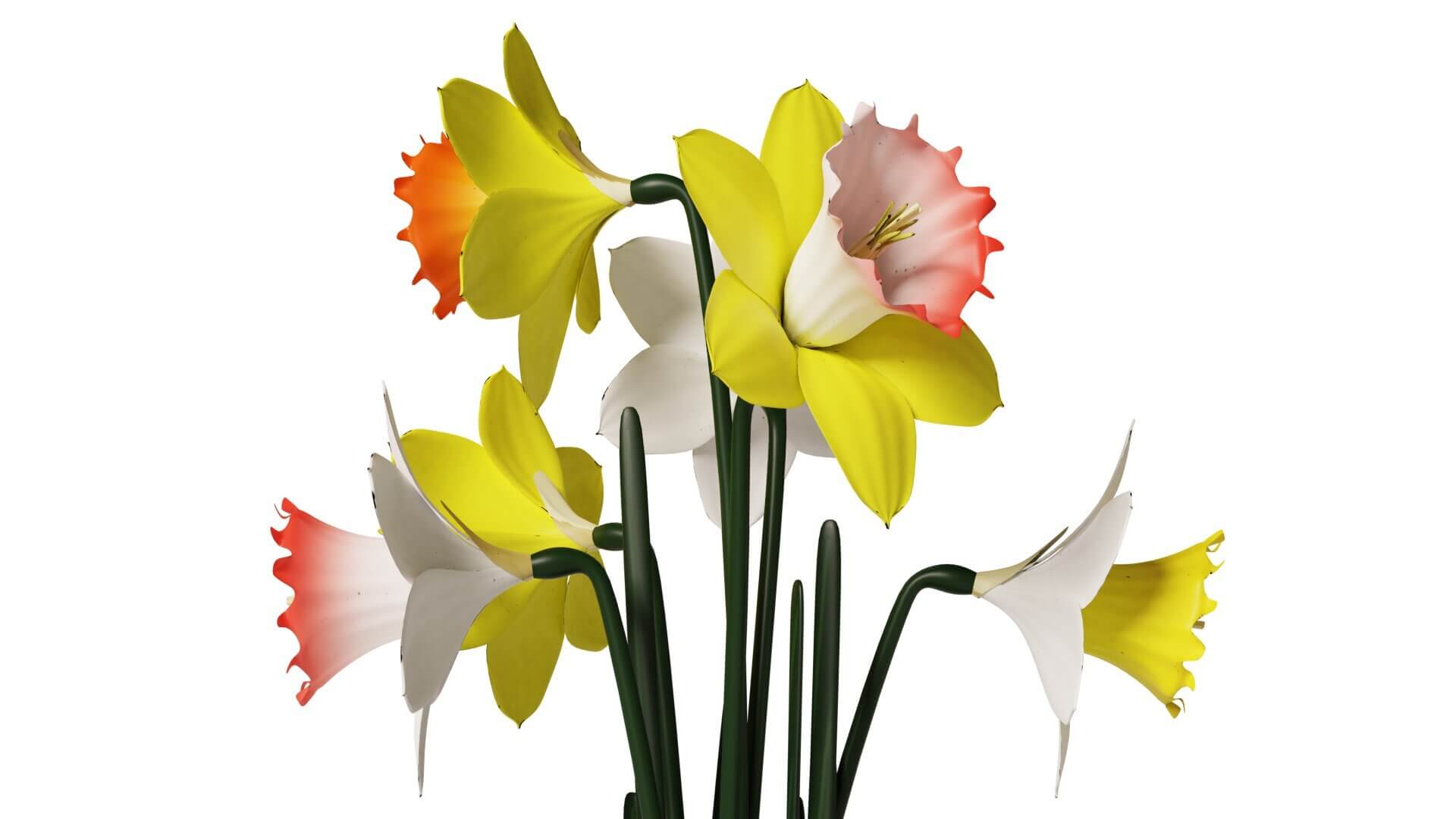 Daffodils - 3D Model by Blenduffo