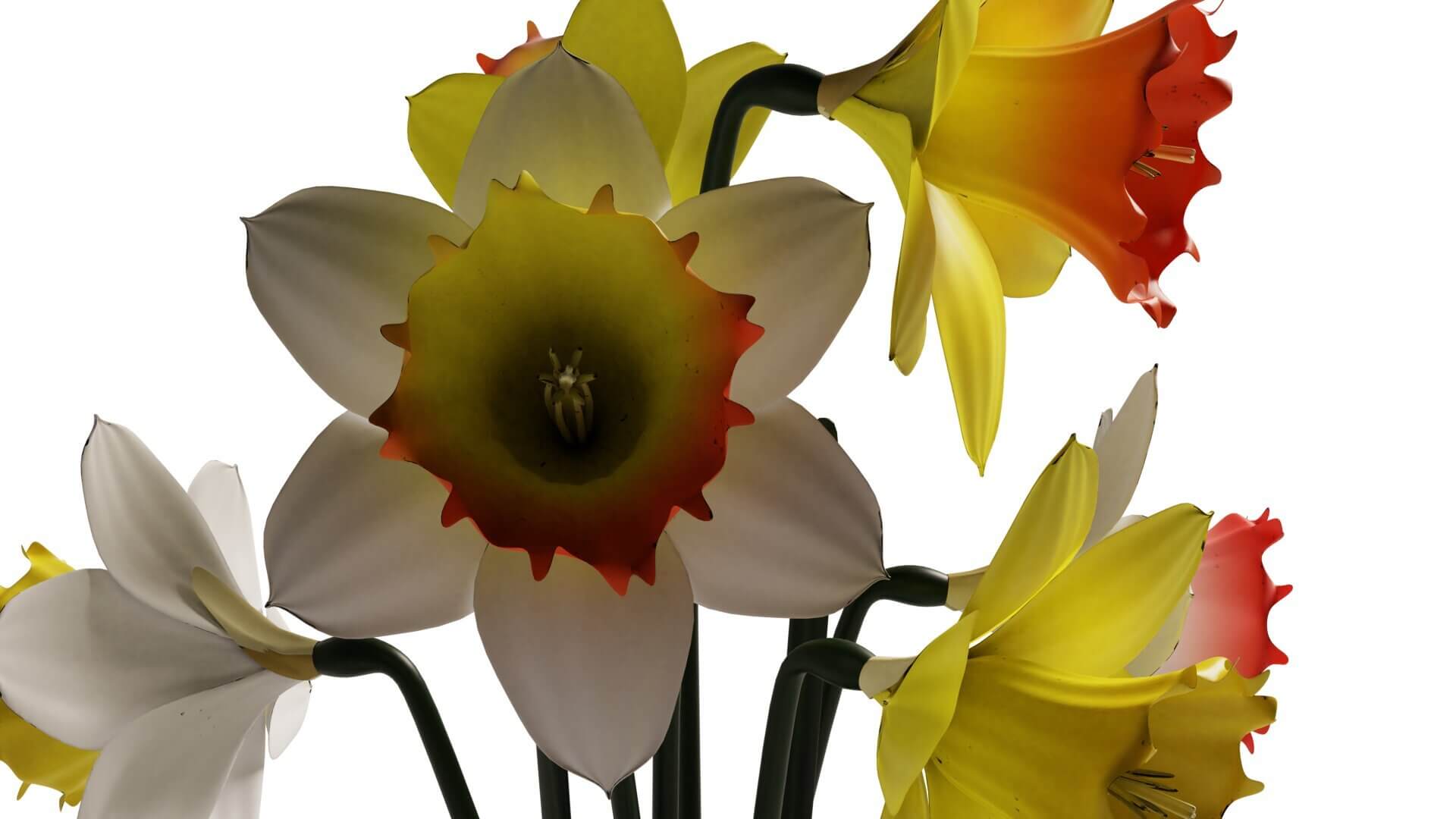 Daffodils - 3D Model by Blenduffo