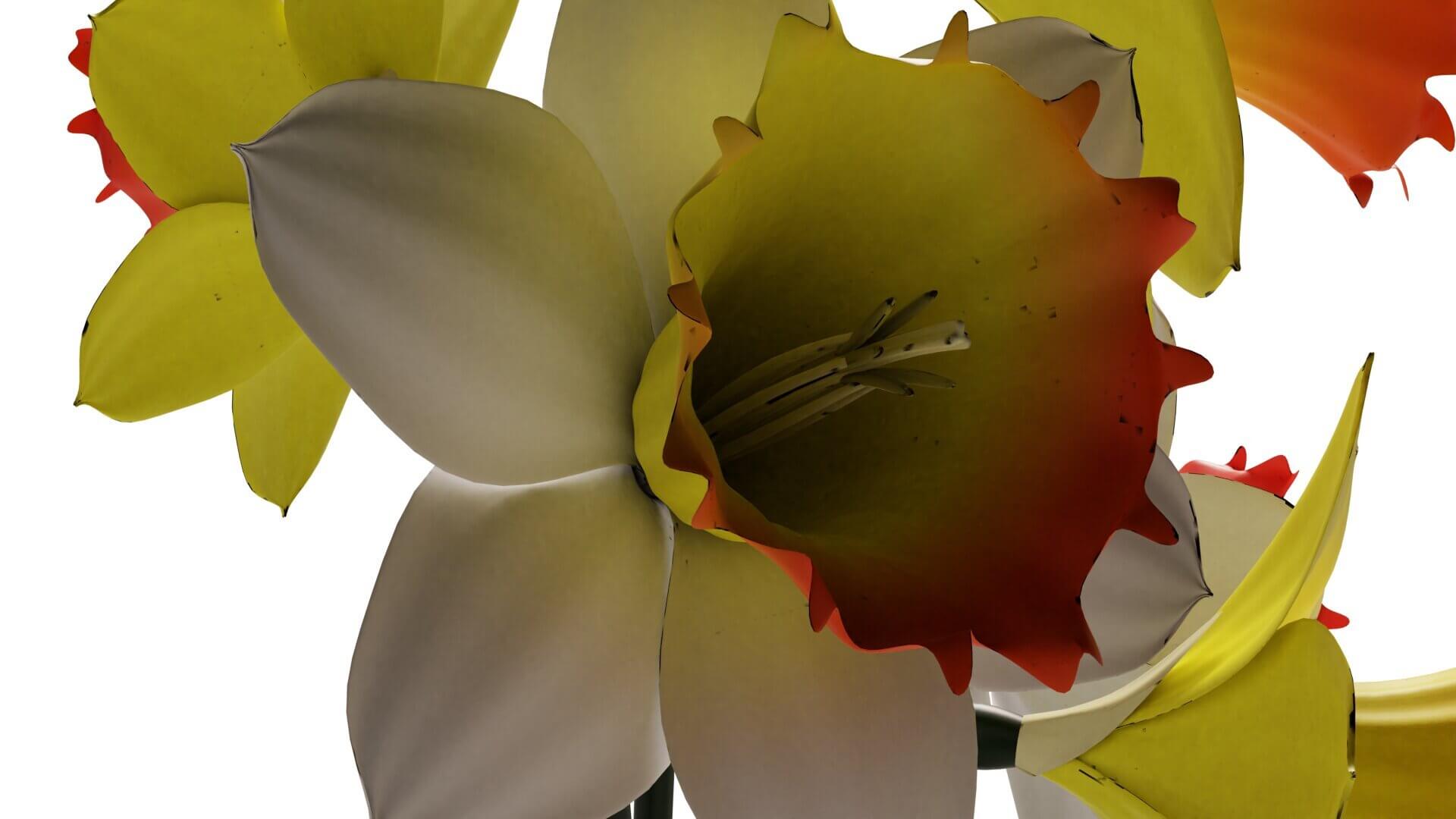 Daffodils - 3D Model by Blenduffo