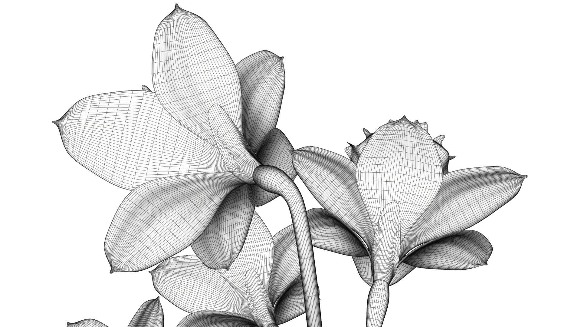 Daffodils - 3D Model by Blenduffo