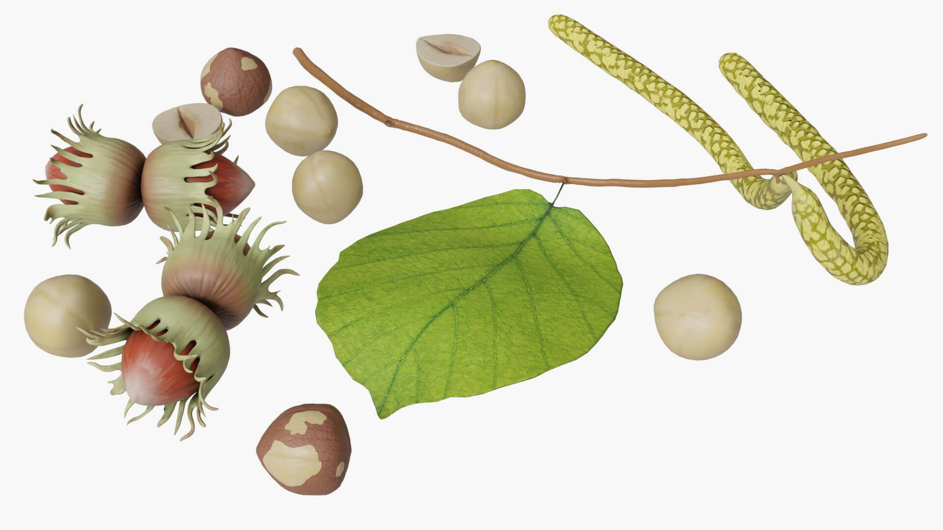 Hazelnut Fruits - 3D Model by Blenduffo