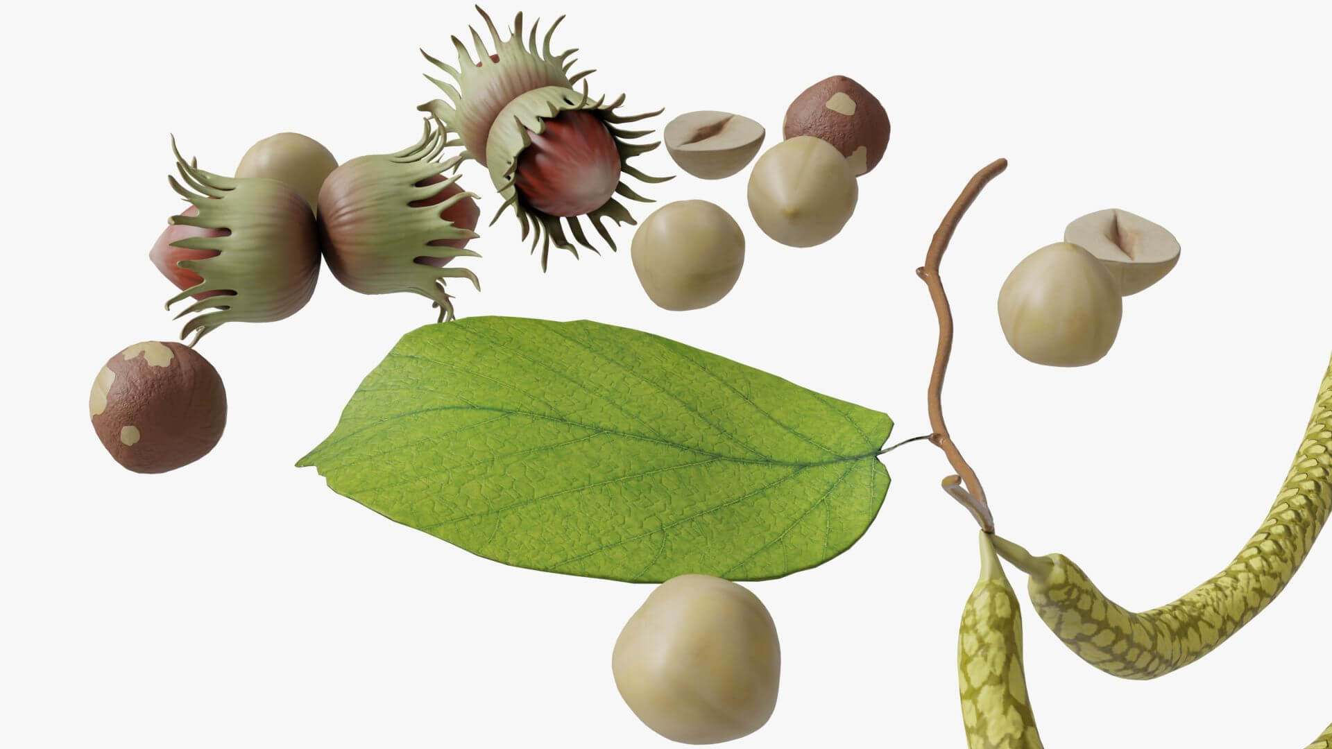 Hazelnut Fruits - 3D Model by Blenduffo