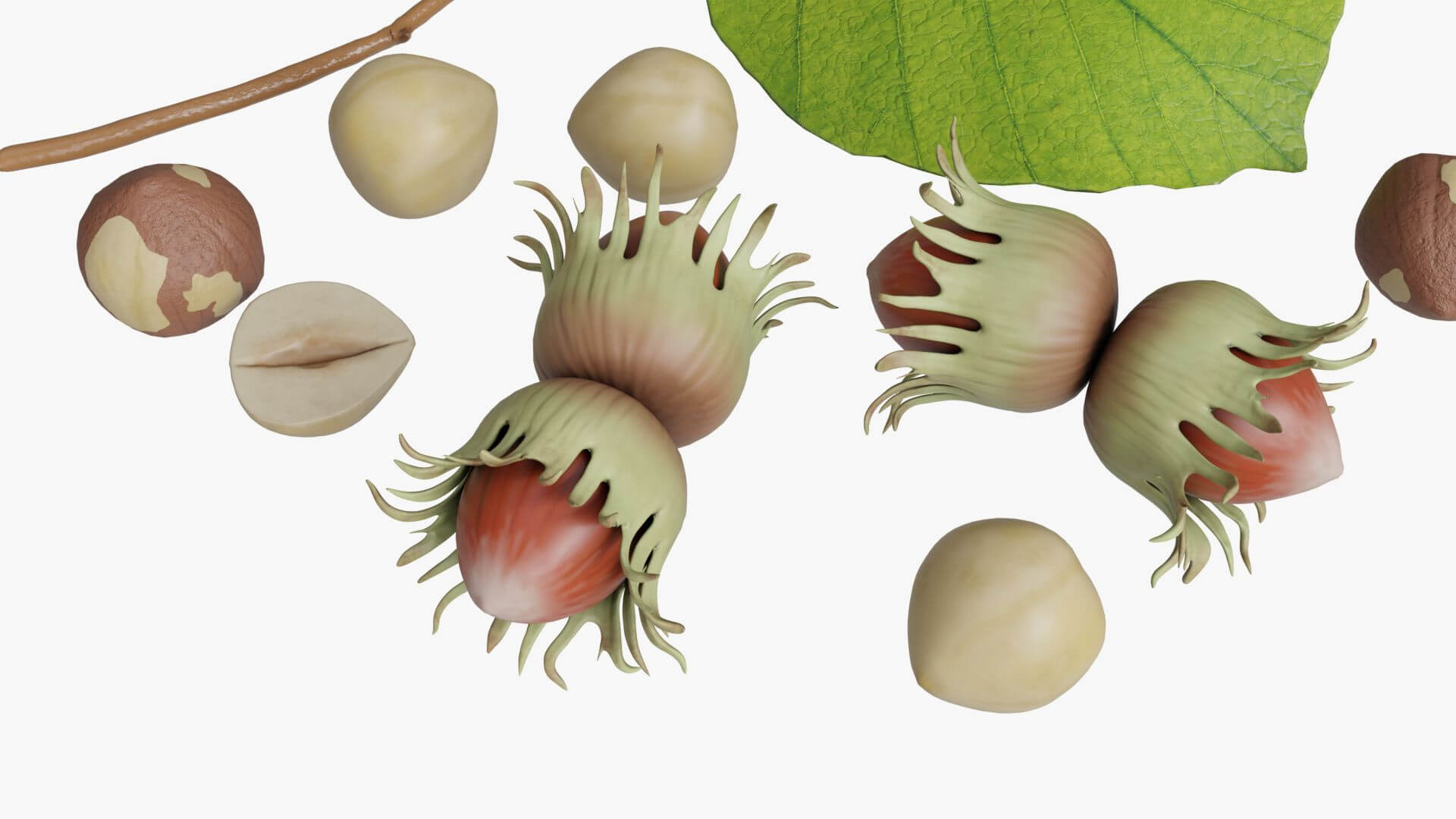 Hazelnut Fruits - 3D Model by Blenduffo