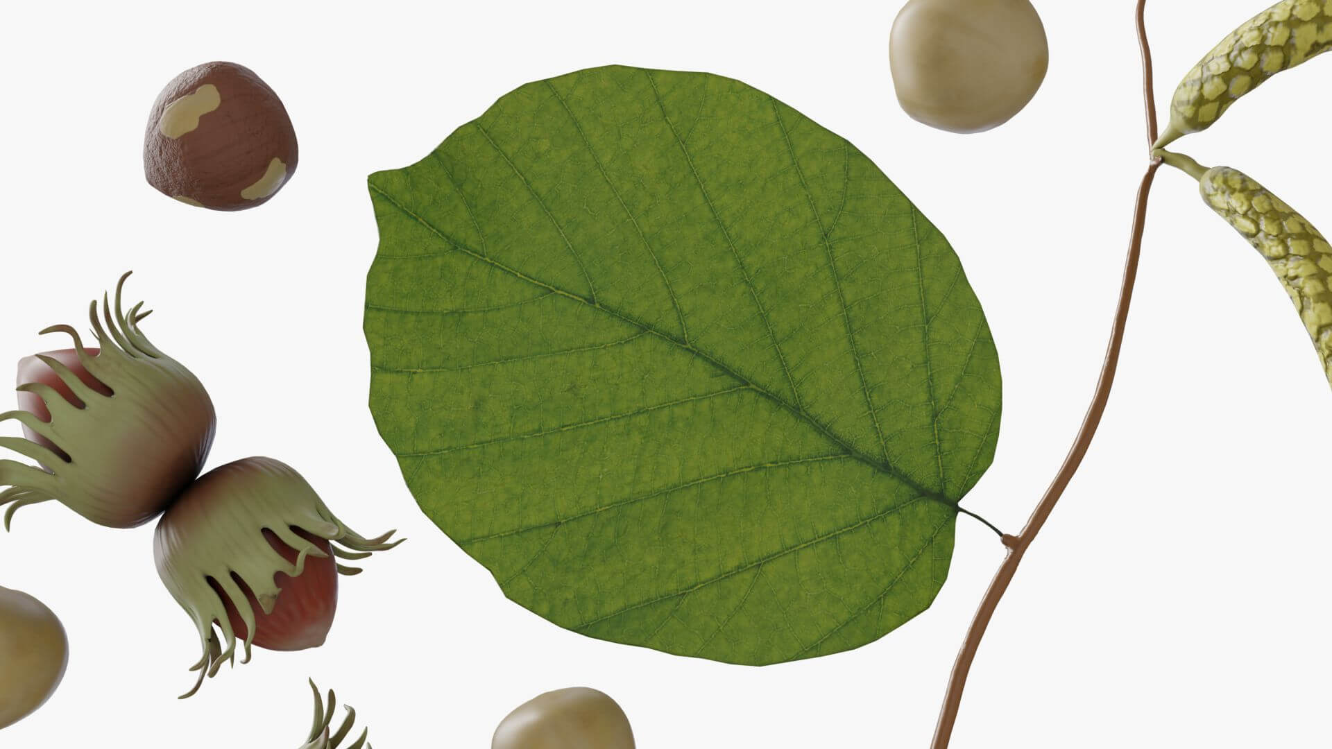 Hazelnut Fruits - 3D Model by Blenduffo