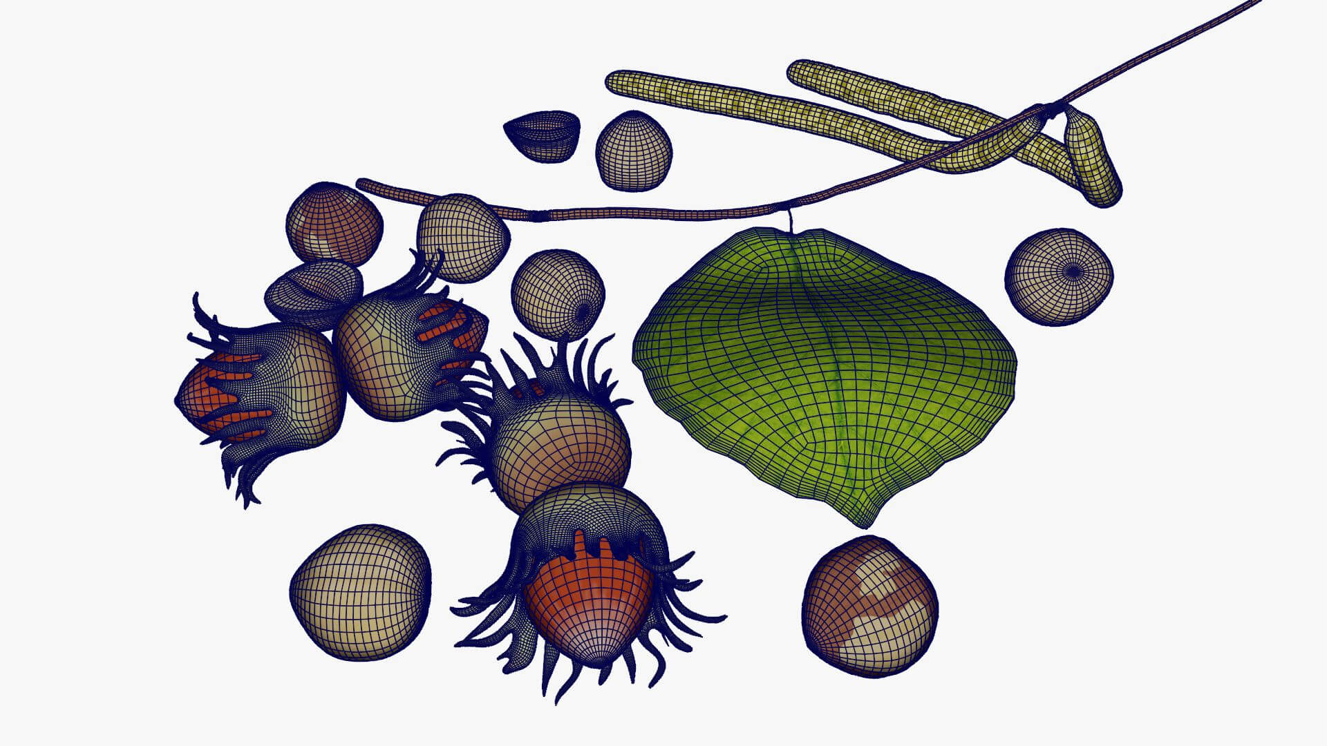 Hazelnut Fruits - 3D Model by Blenduffo