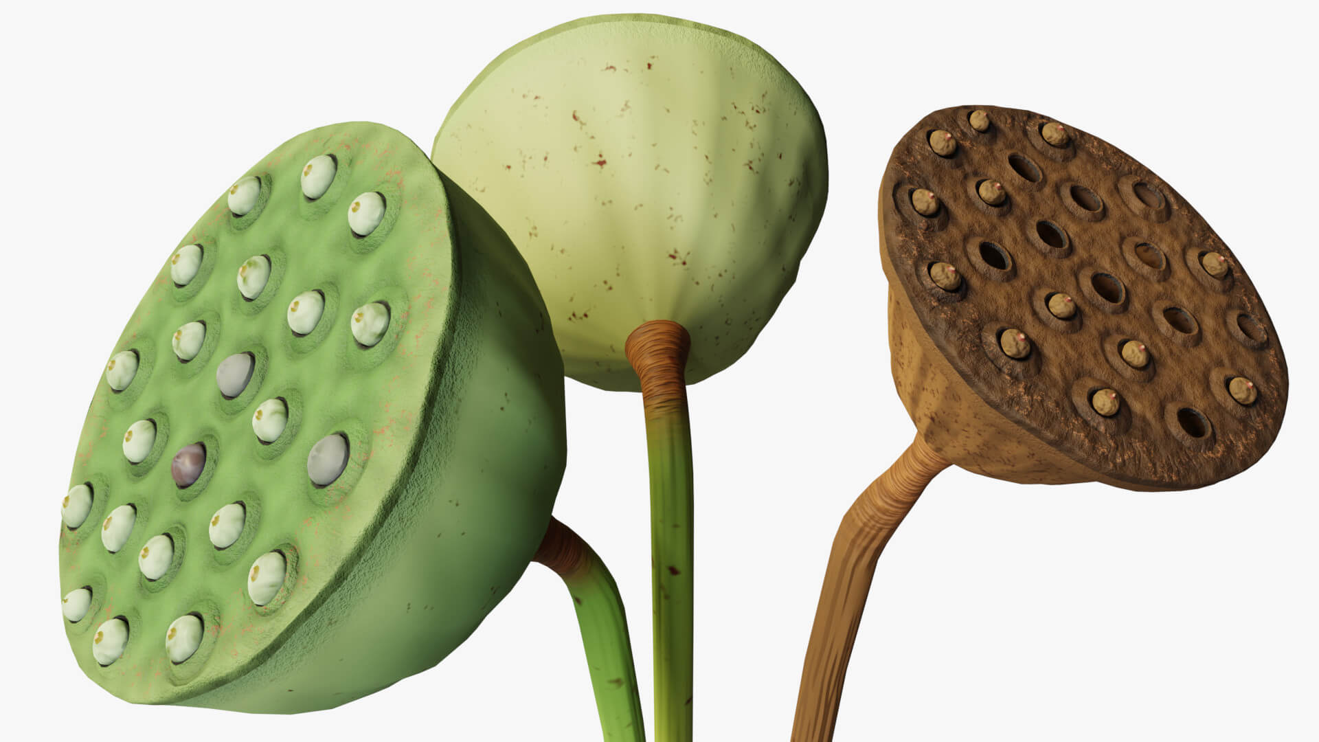 Lotus Seed Pods - 3D Model by Blenduffo