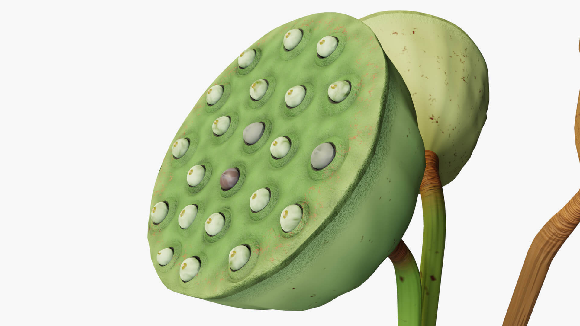 Lotus Seed Pods - 3D Model by Blenduffo