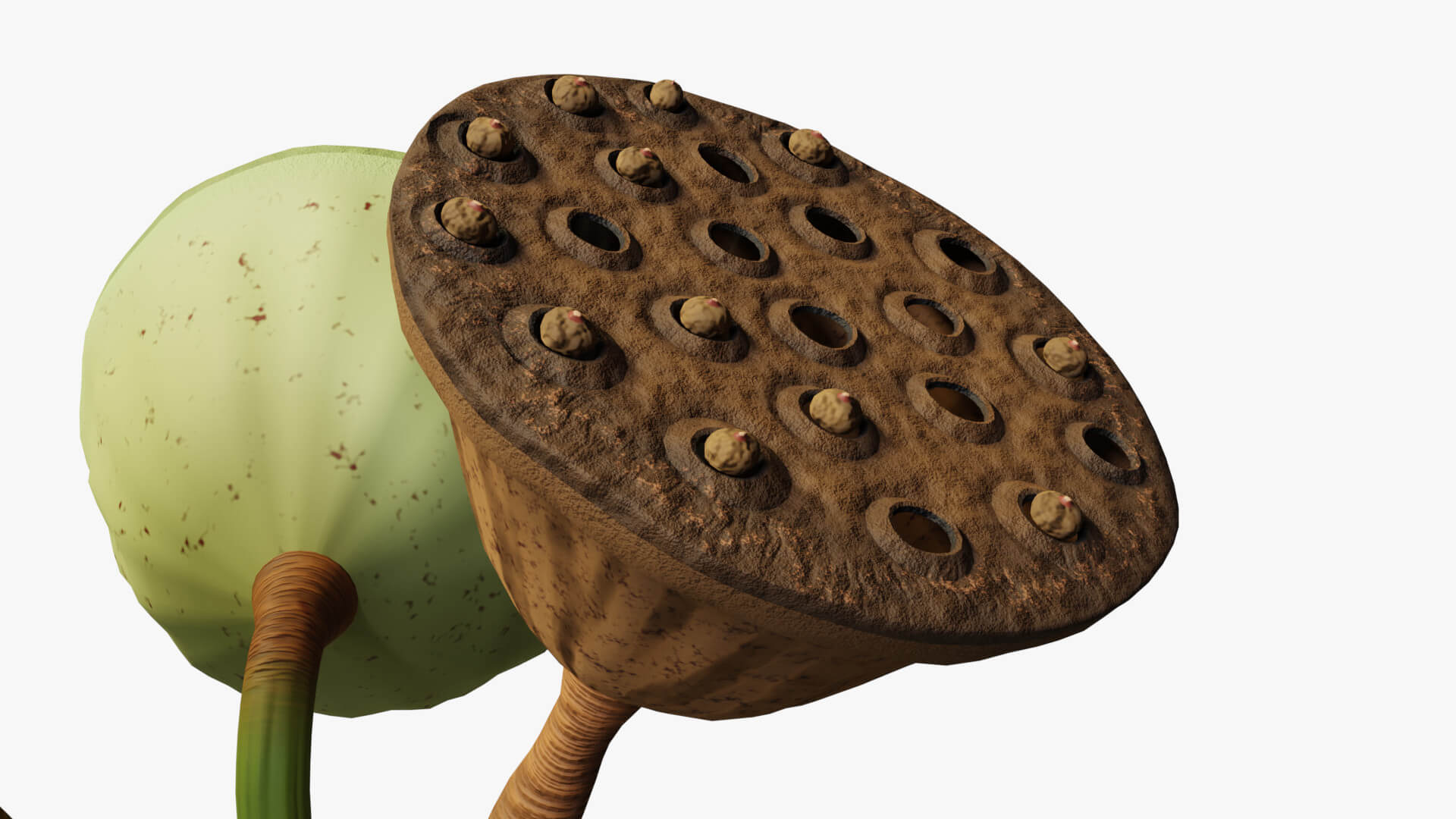Lotus Seed Pods - 3D Model by Blenduffo
