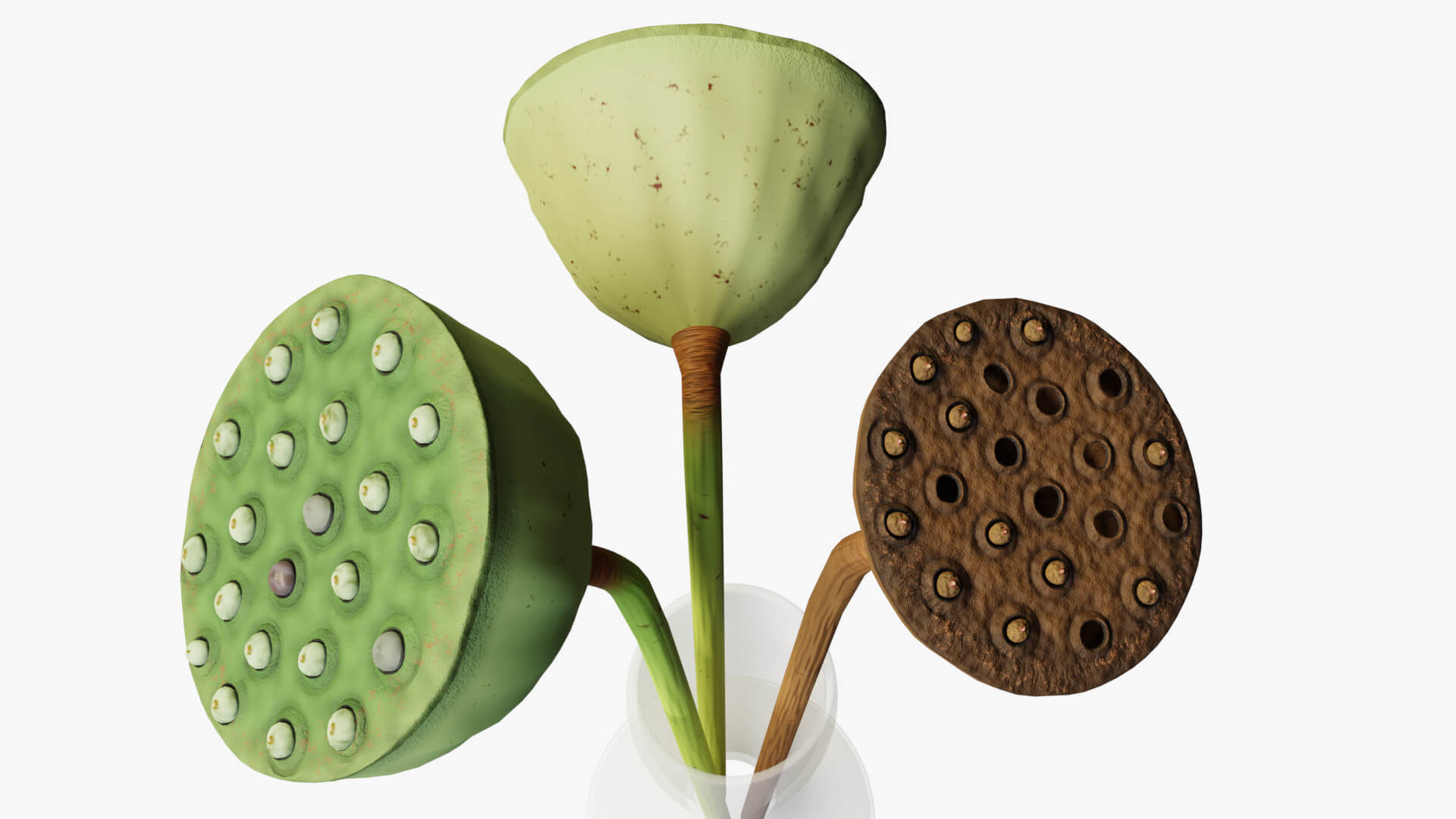 Lotus Seed Pods - 3D Model by Blenduffo