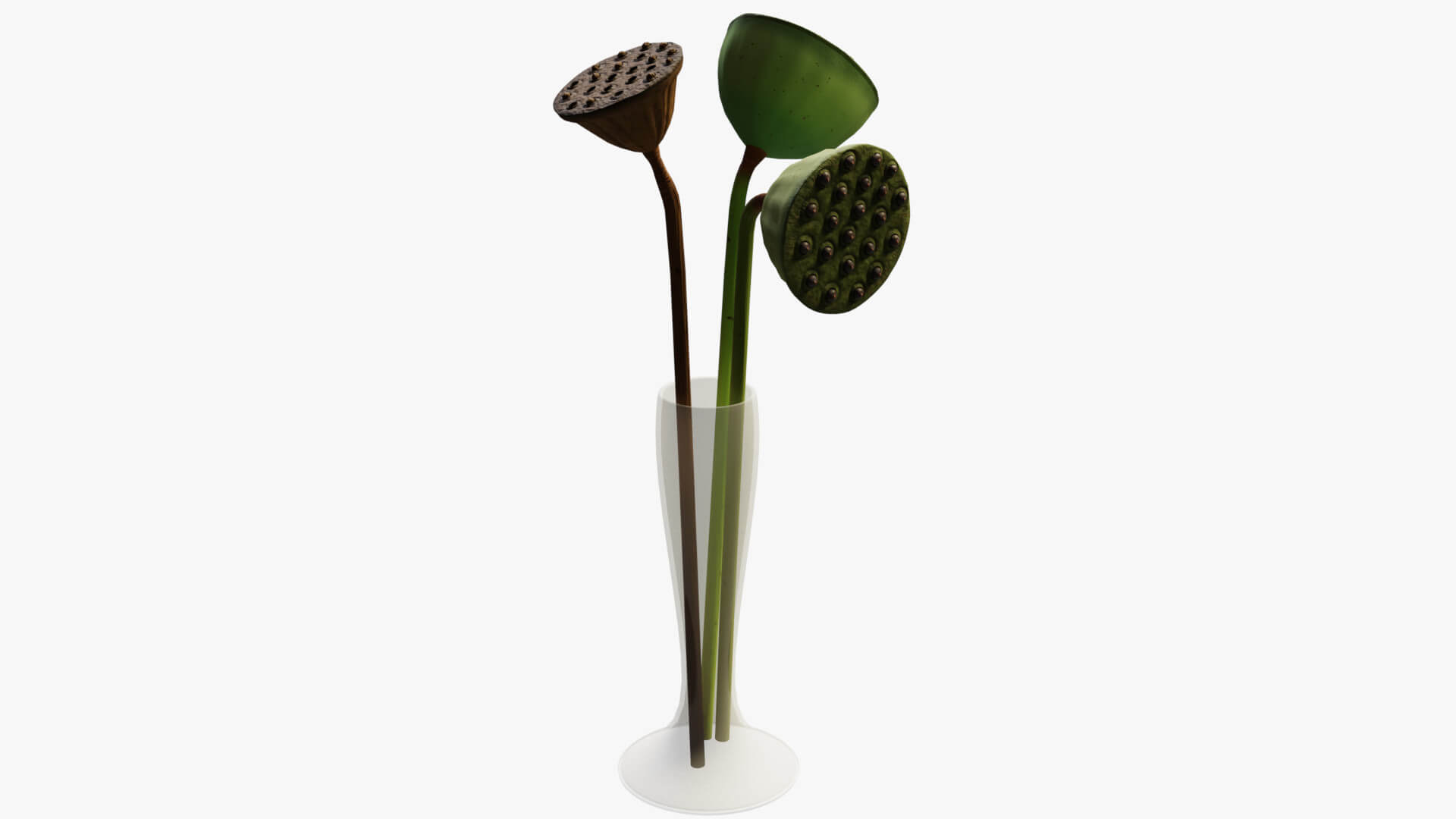 Lotus Seed Pods - 3D Model by Blenduffo