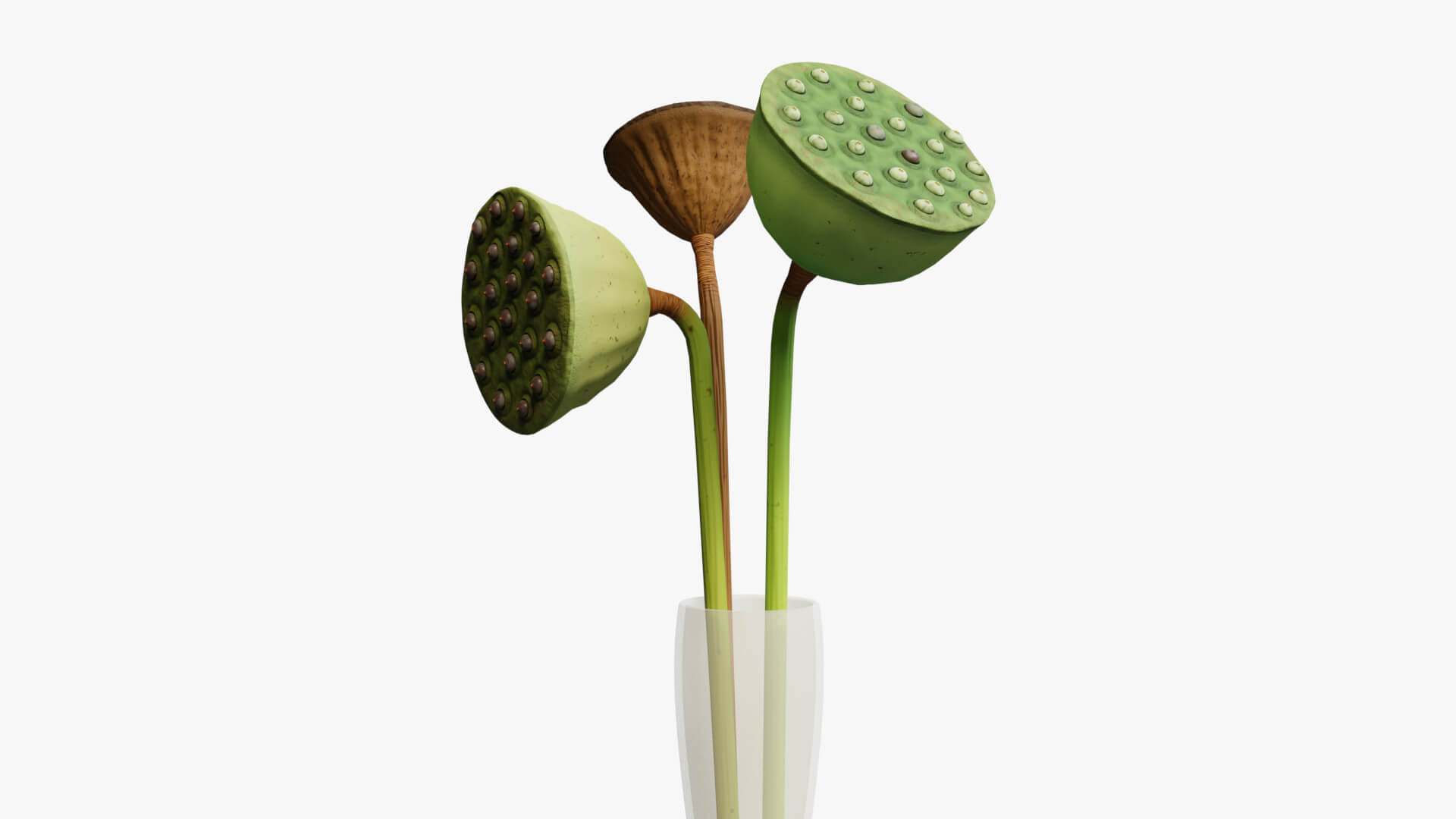 Lotus Seed Pods - 3D Model by Blenduffo