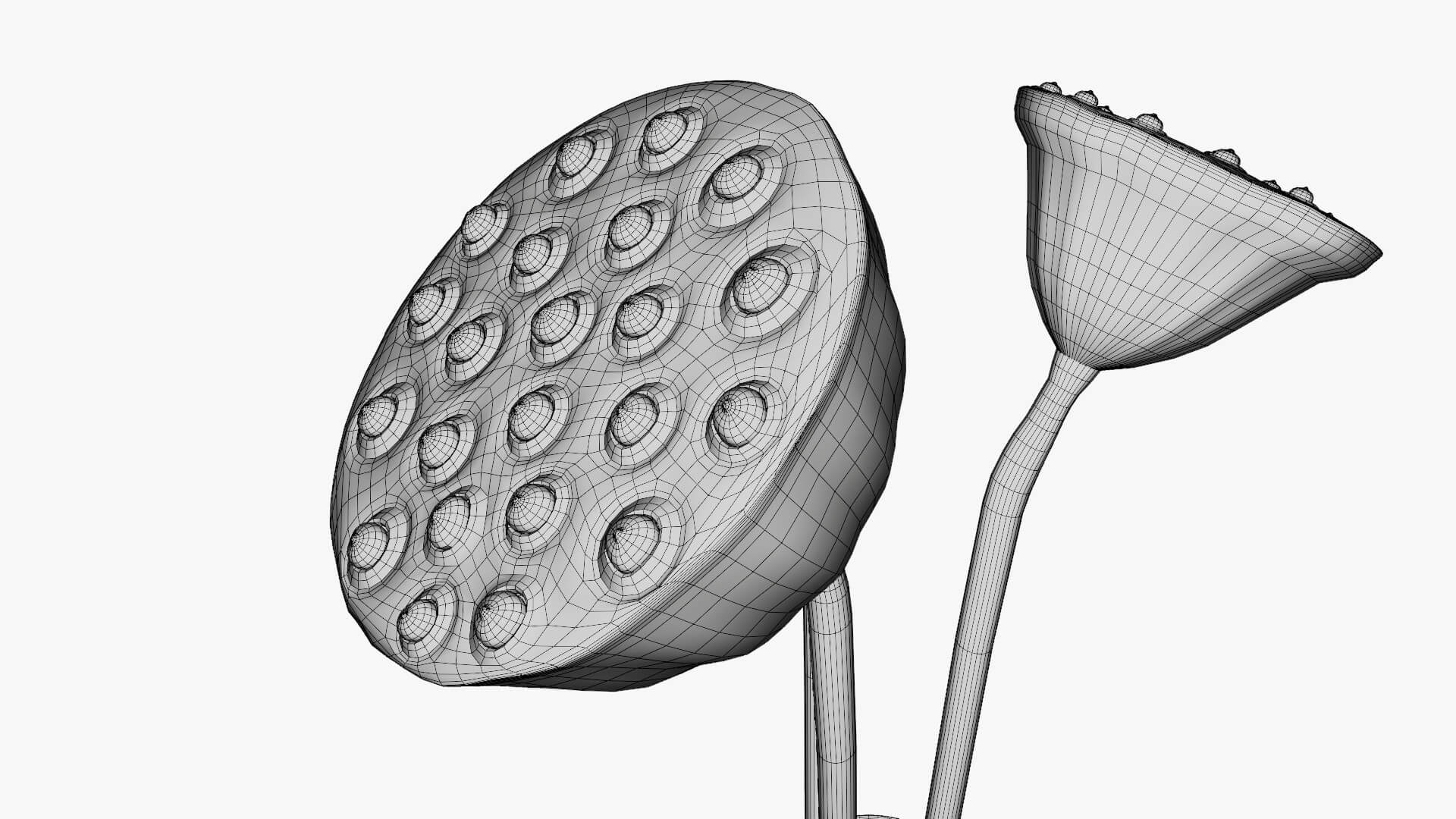 Lotus Seed Pod Drawing