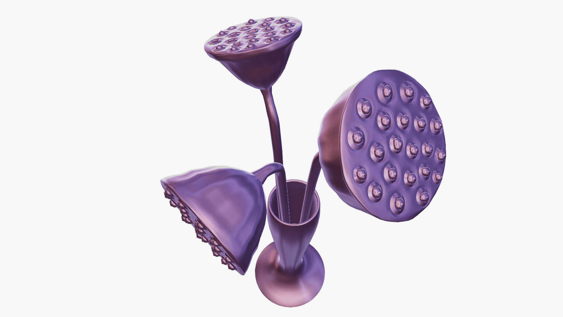 Lotus Seed Pods - 3D Model by Blenduffo
