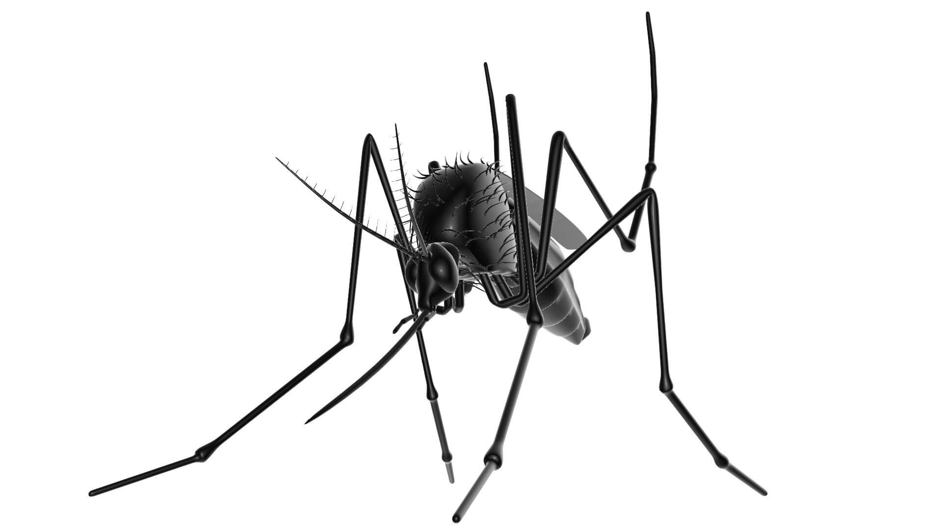 Mosquito (basic) - 3D Model by Blenduffo