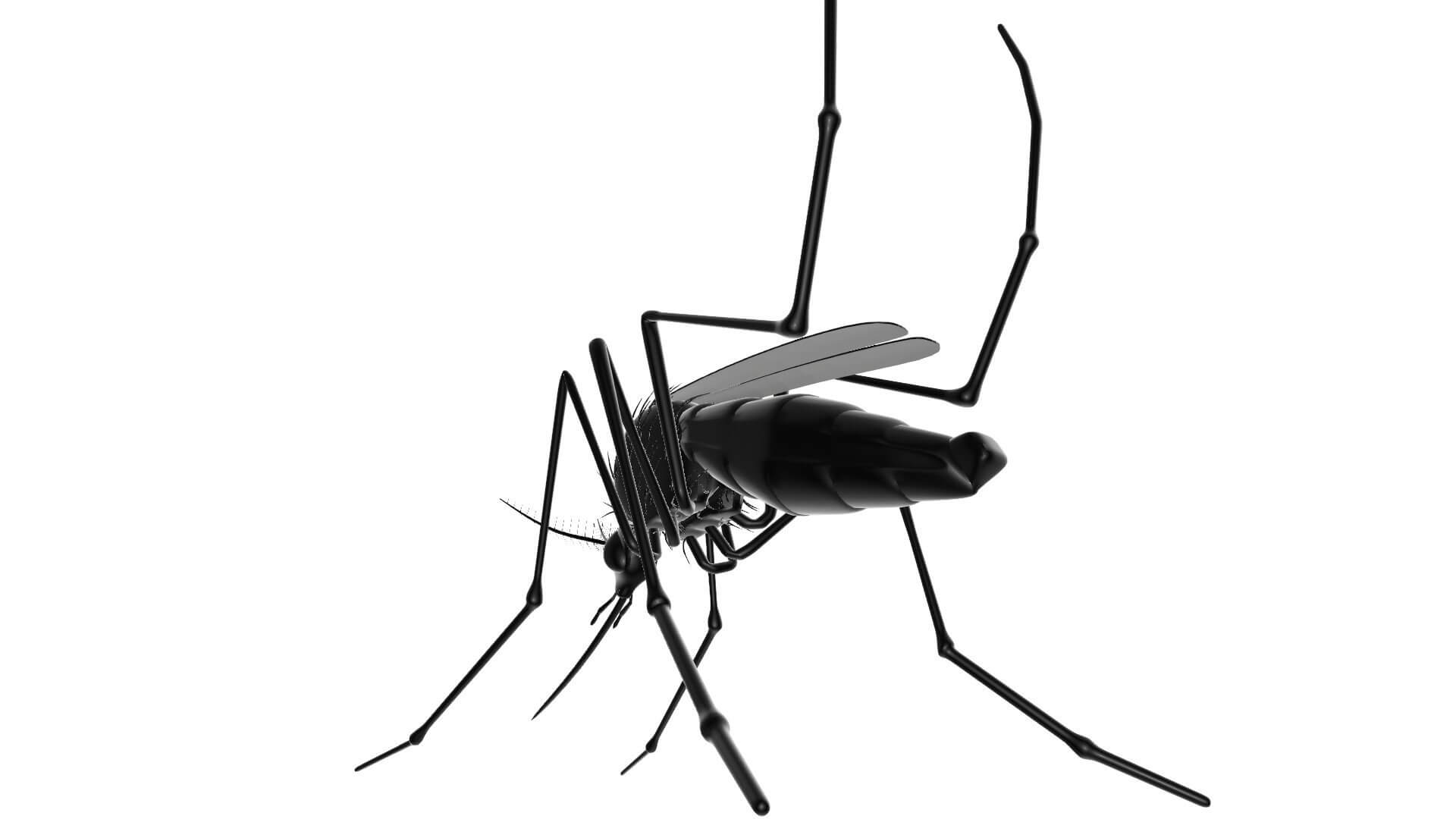 Mosquito (basic) - 3D Model by Blenduffo