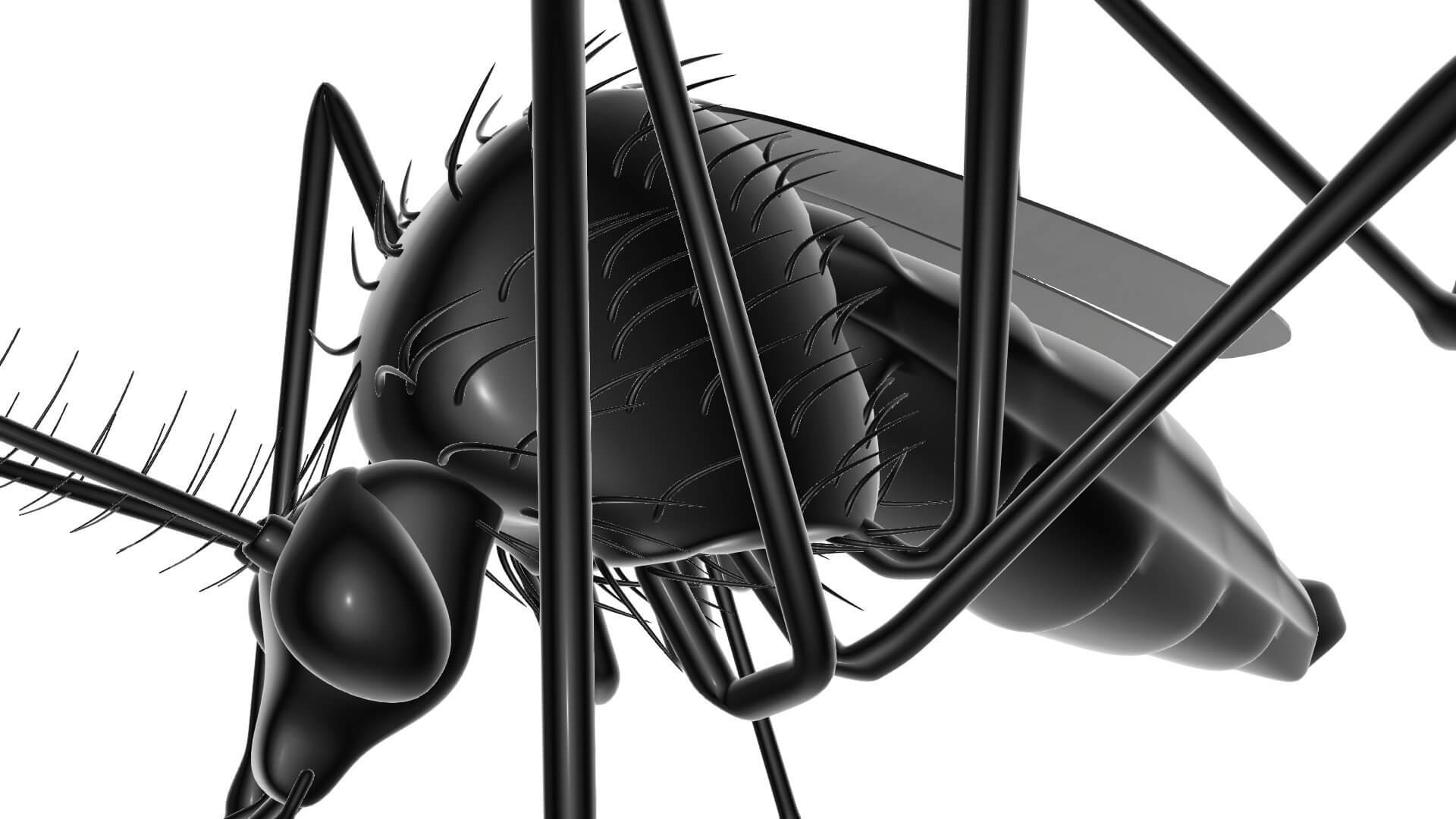 Mosquito (basic) - 3D Model by Blenduffo