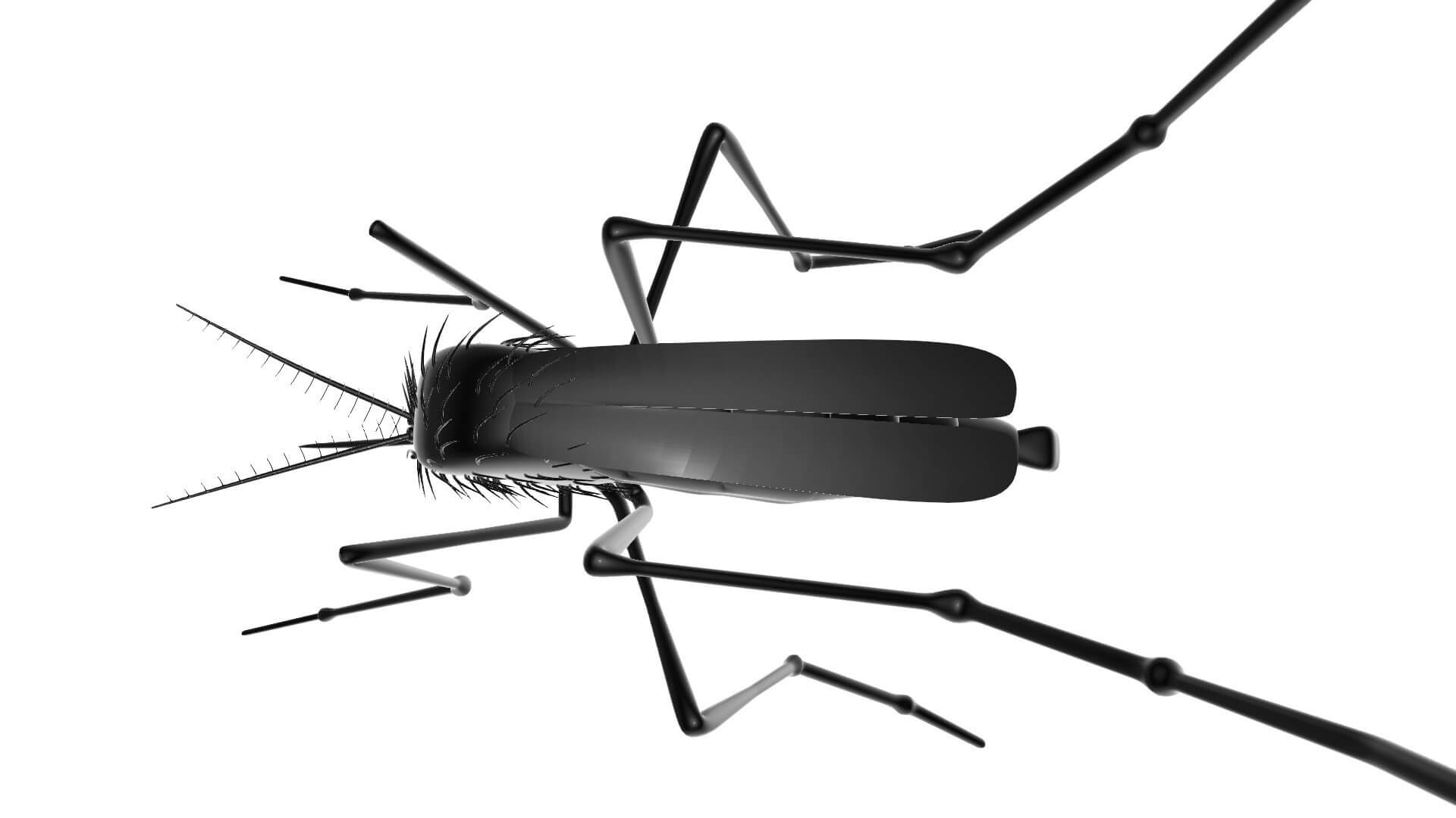 Mosquito (basic) - 3D Model by Blenduffo