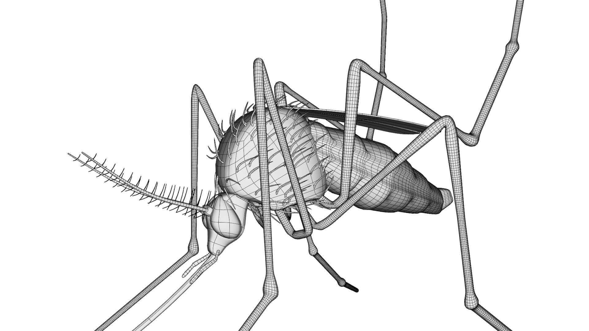 Mosquito (basic) - 3D Model by Blenduffo