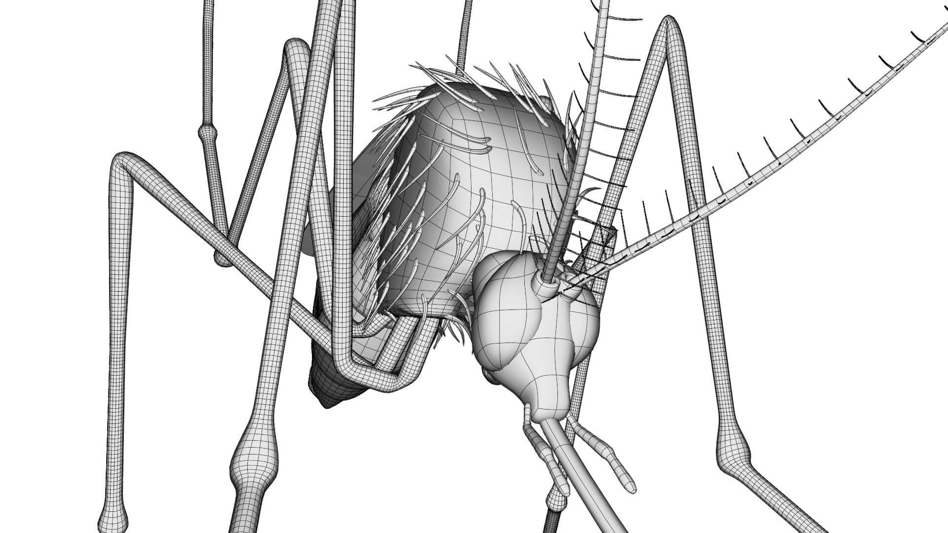 Mosquito (basic) - 3D Model by Blenduffo