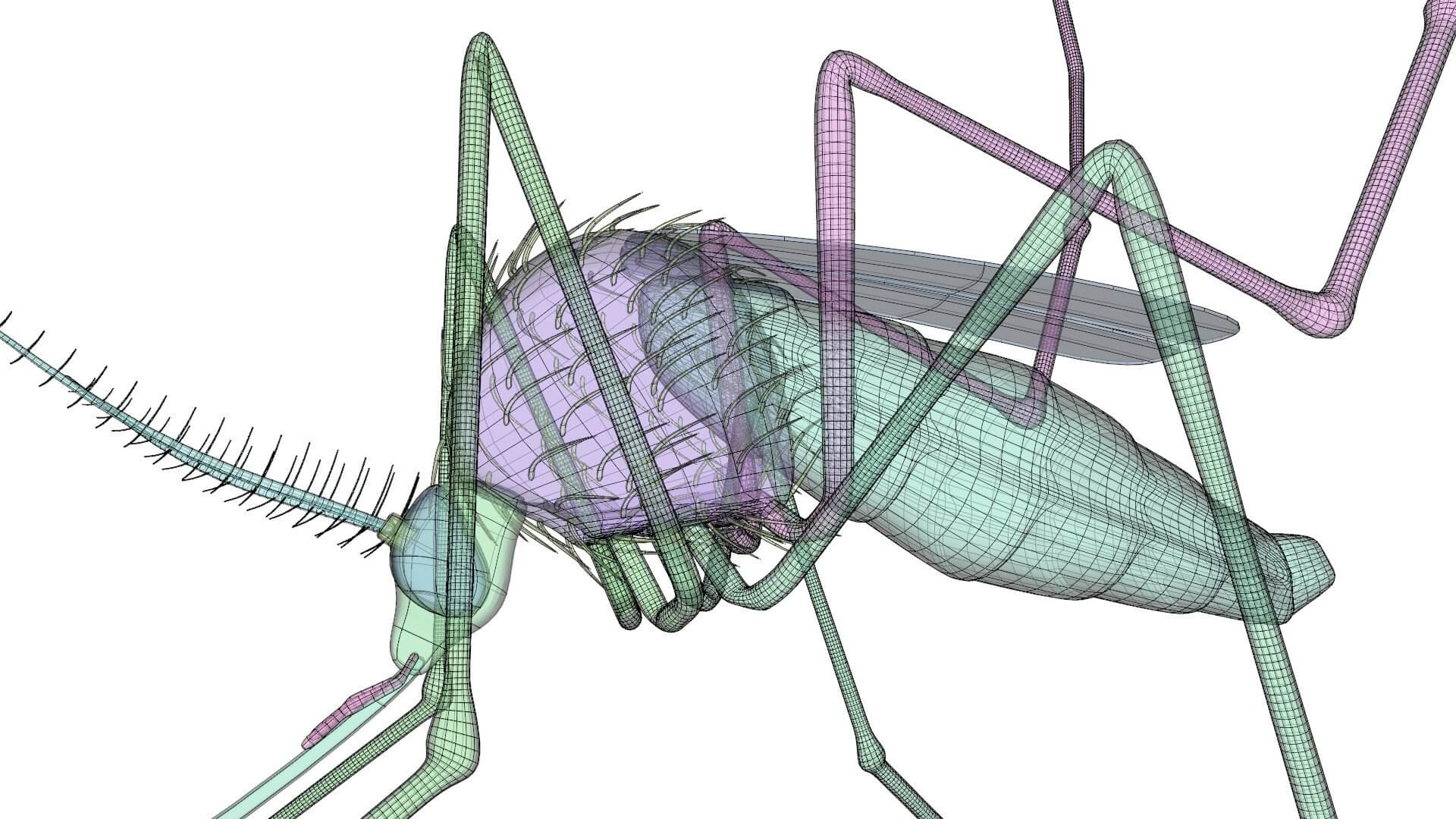 Mosquito (basic) - 3D Model by Blenduffo