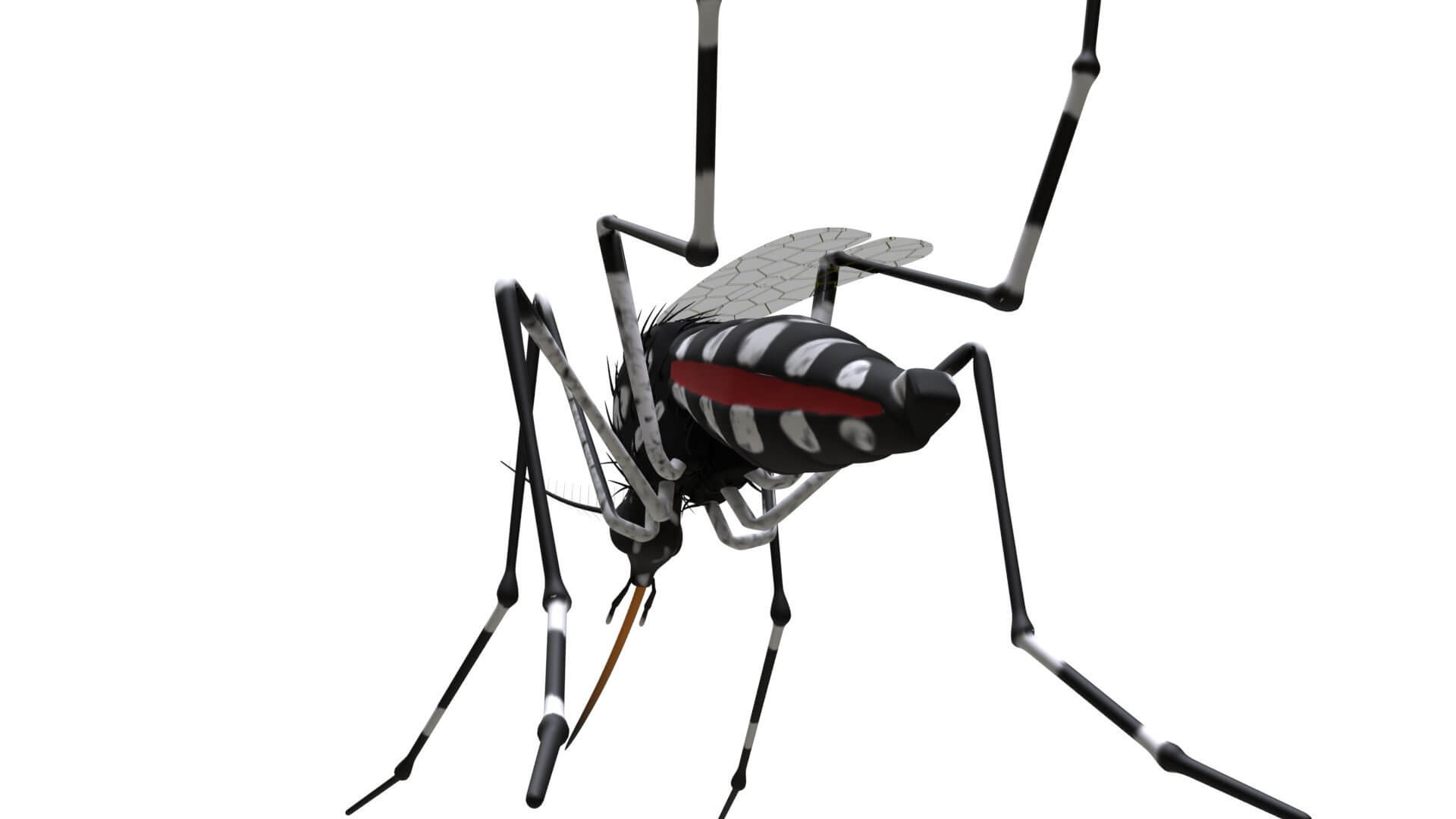 Mosquito (textured) - 3D Model by Blenduffo