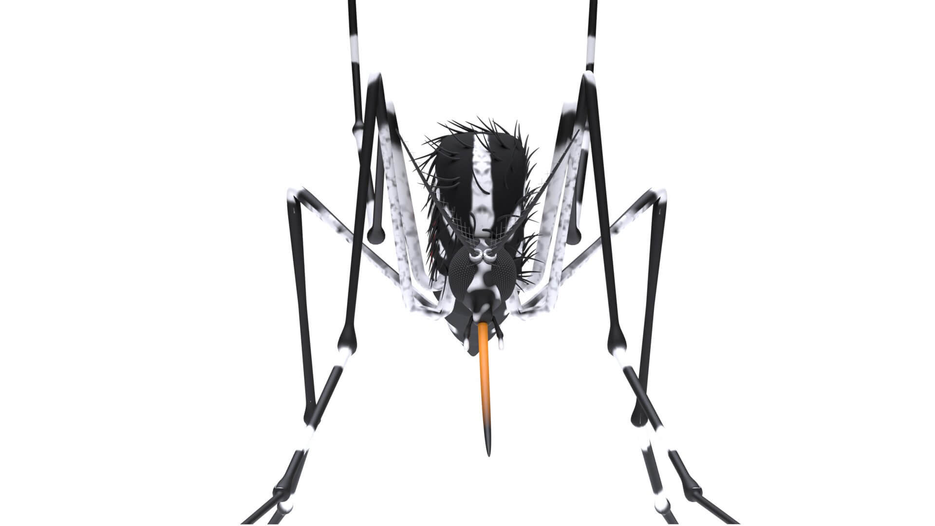Mosquito (textured) - 3D Model by Blenduffo