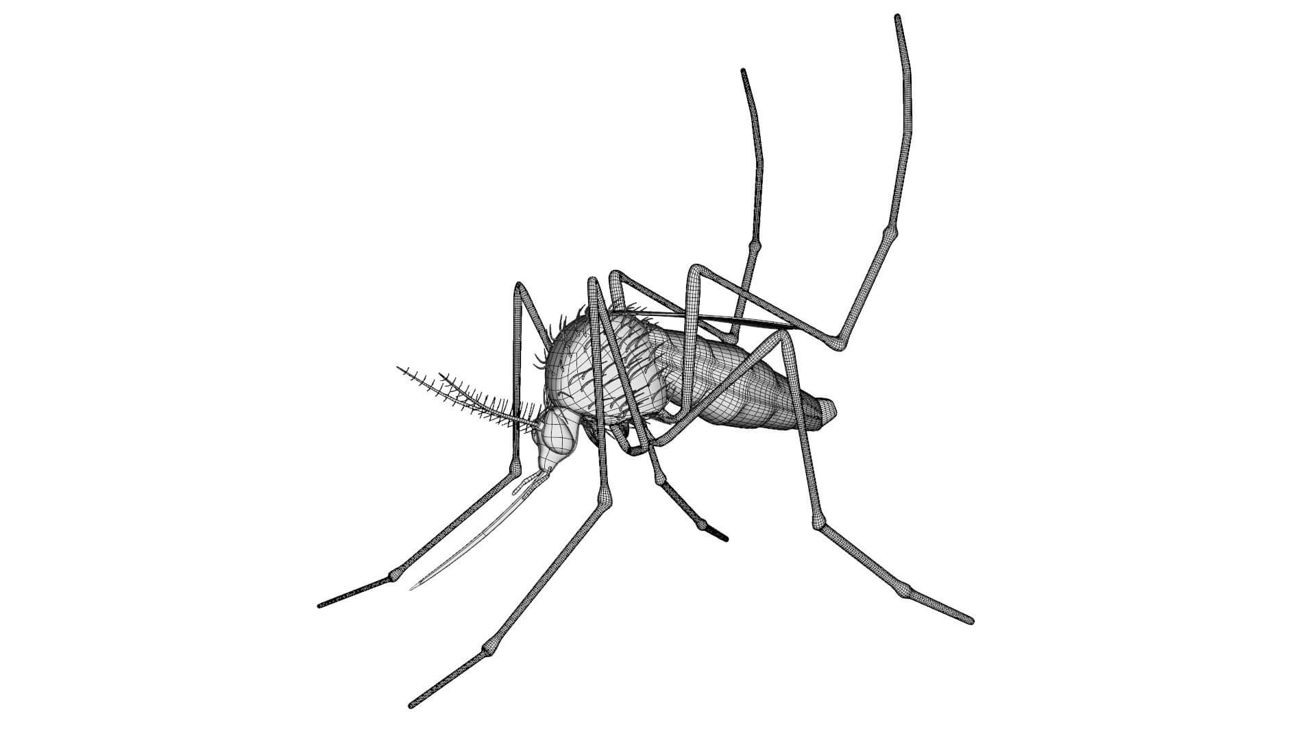 Mosquito (textured) - 3D Model by Blenduffo