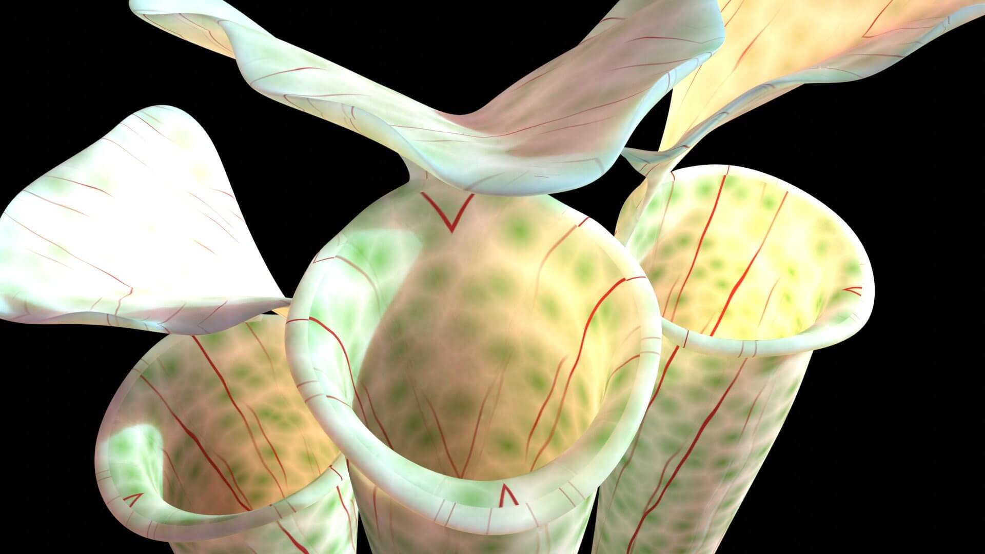 Pitcher Plant - 3D Model by Blenduffo