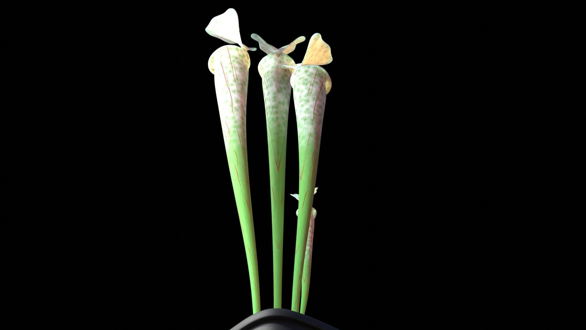 Pitcher Plant - 3D Model by Blenduffo