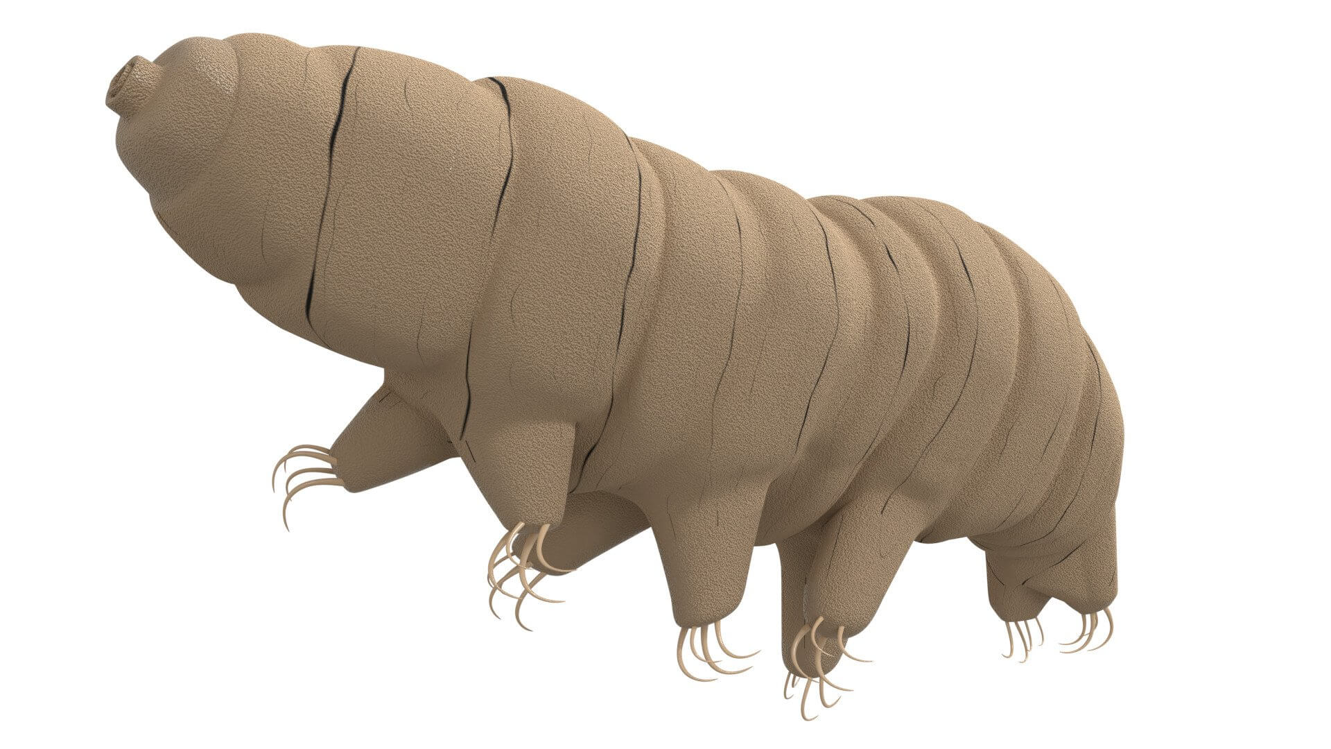 Tardigrade - 3D Model by Blenduffo