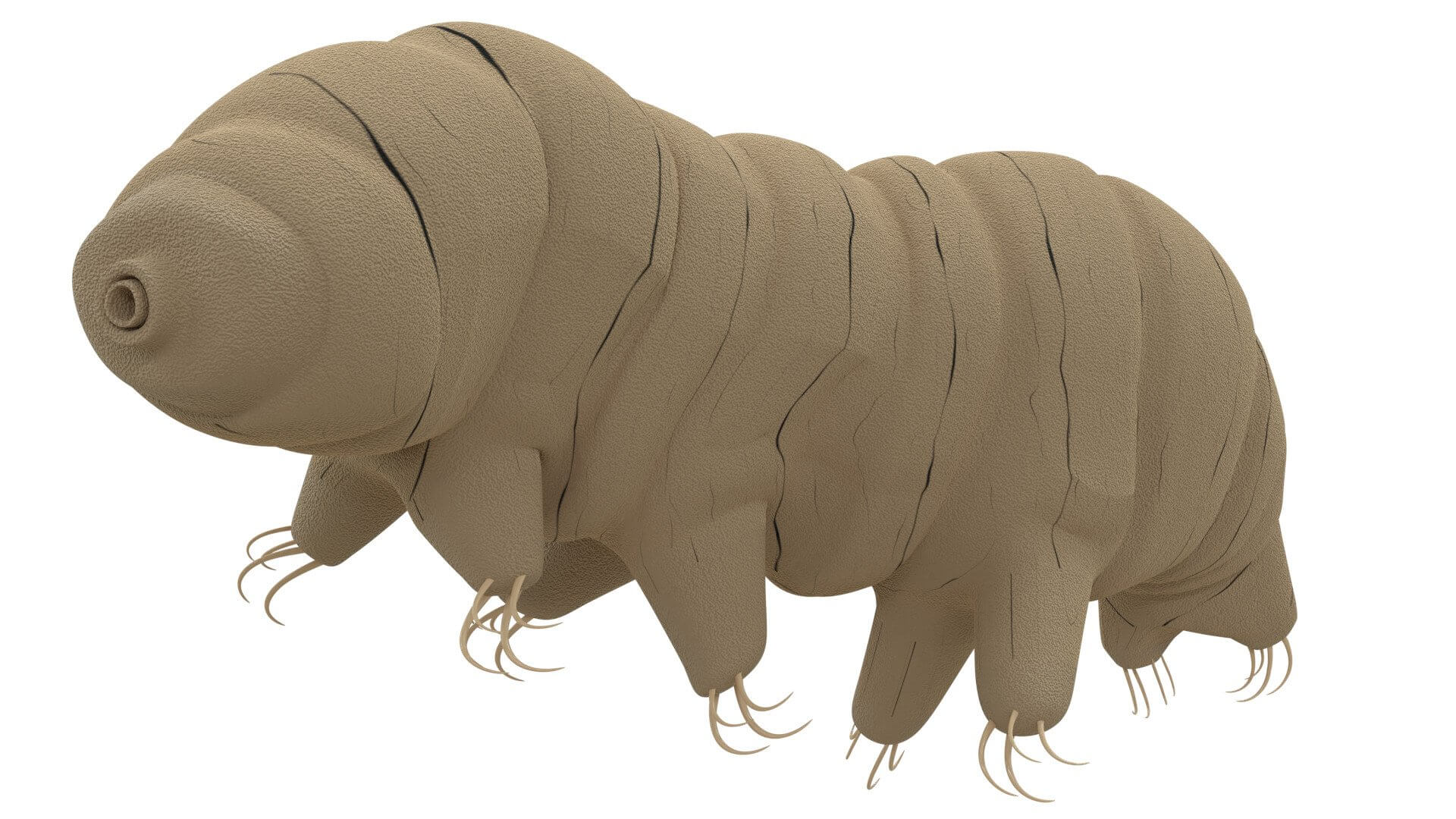 Tardigrade - 3D Model by Blenduffo
