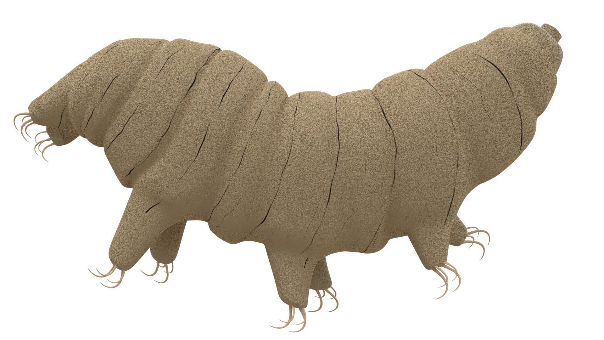 Tardigrade - 3D Model by Blenduffo