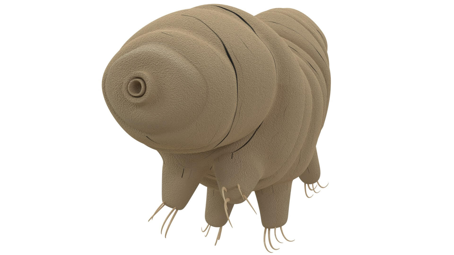 Tardigrade - 3D Model by Blenduffo