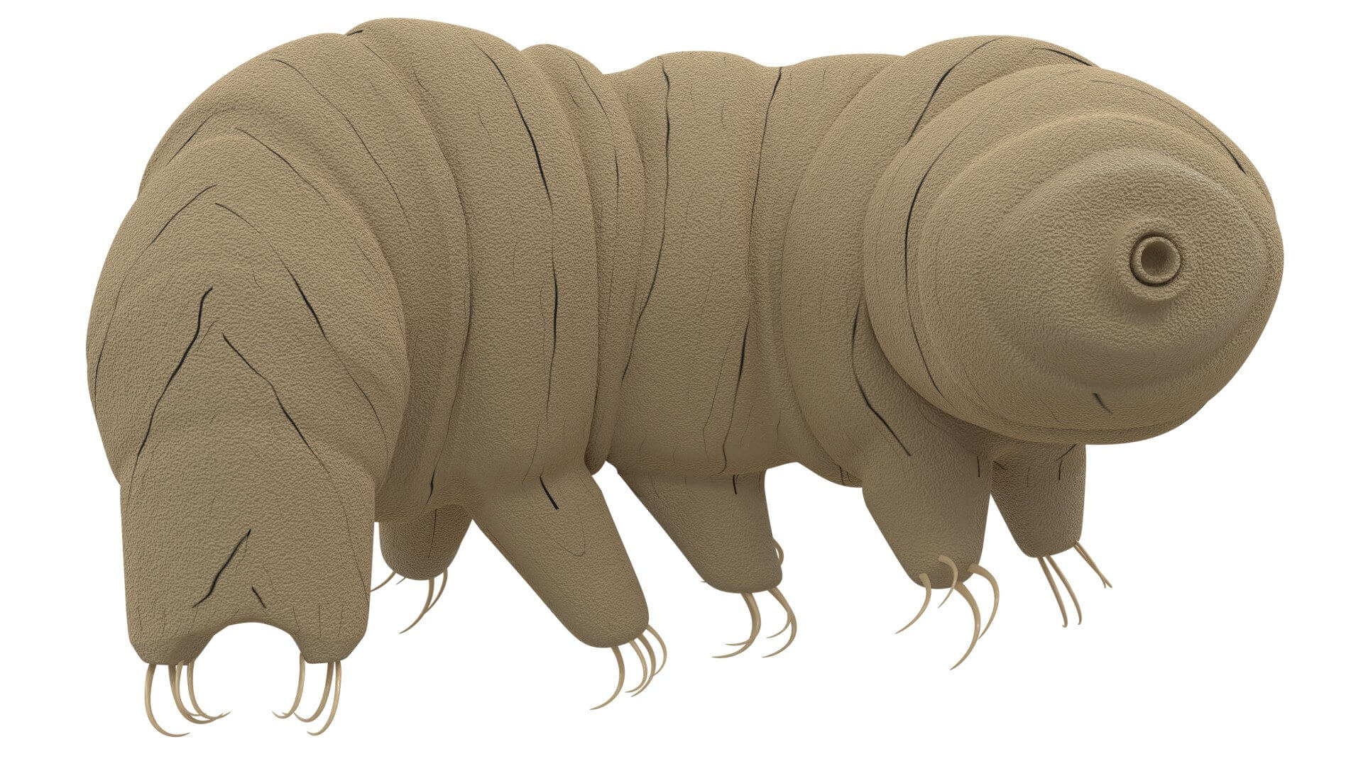 Tardigrade - 3D Model by Blenduffo